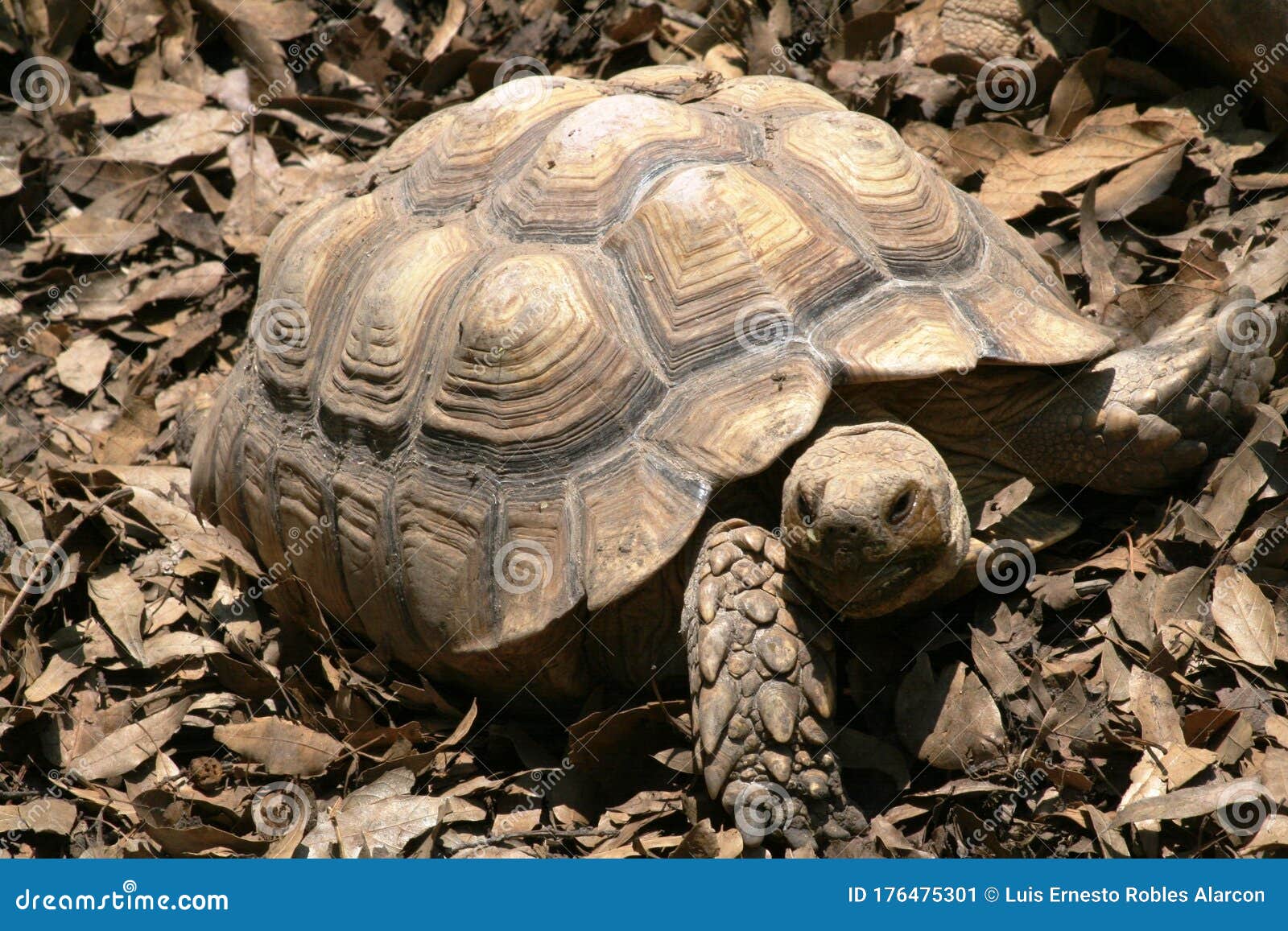 Shell Dead Giant Tortoise Galapagos Stock Photos - Free & Royalty-Free ...