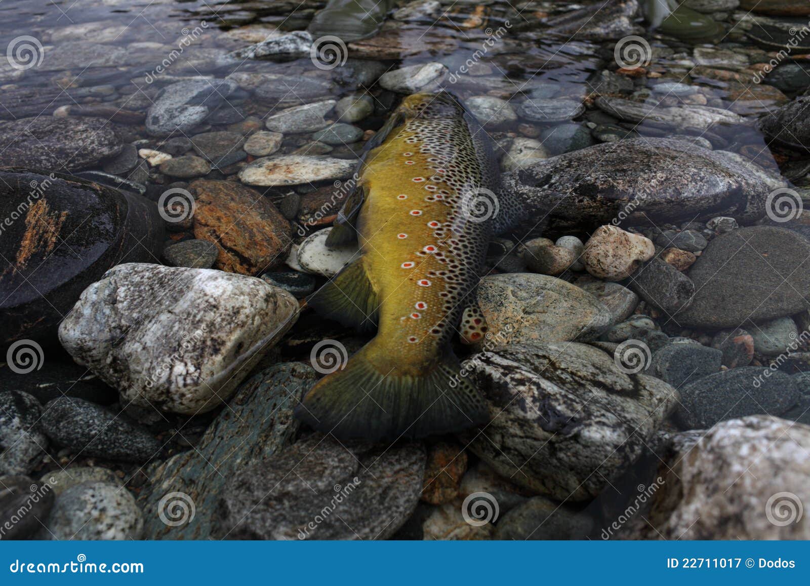 Big brown trout stock image. Image of fishing, fish, combat - 22711017