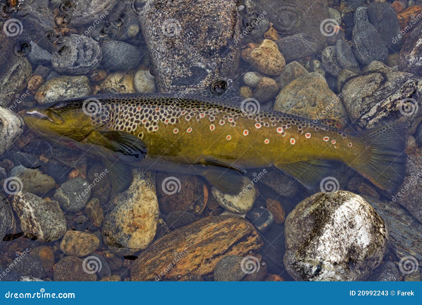 Big brown trout on fly stock image. Image of brown, stream - 20992243