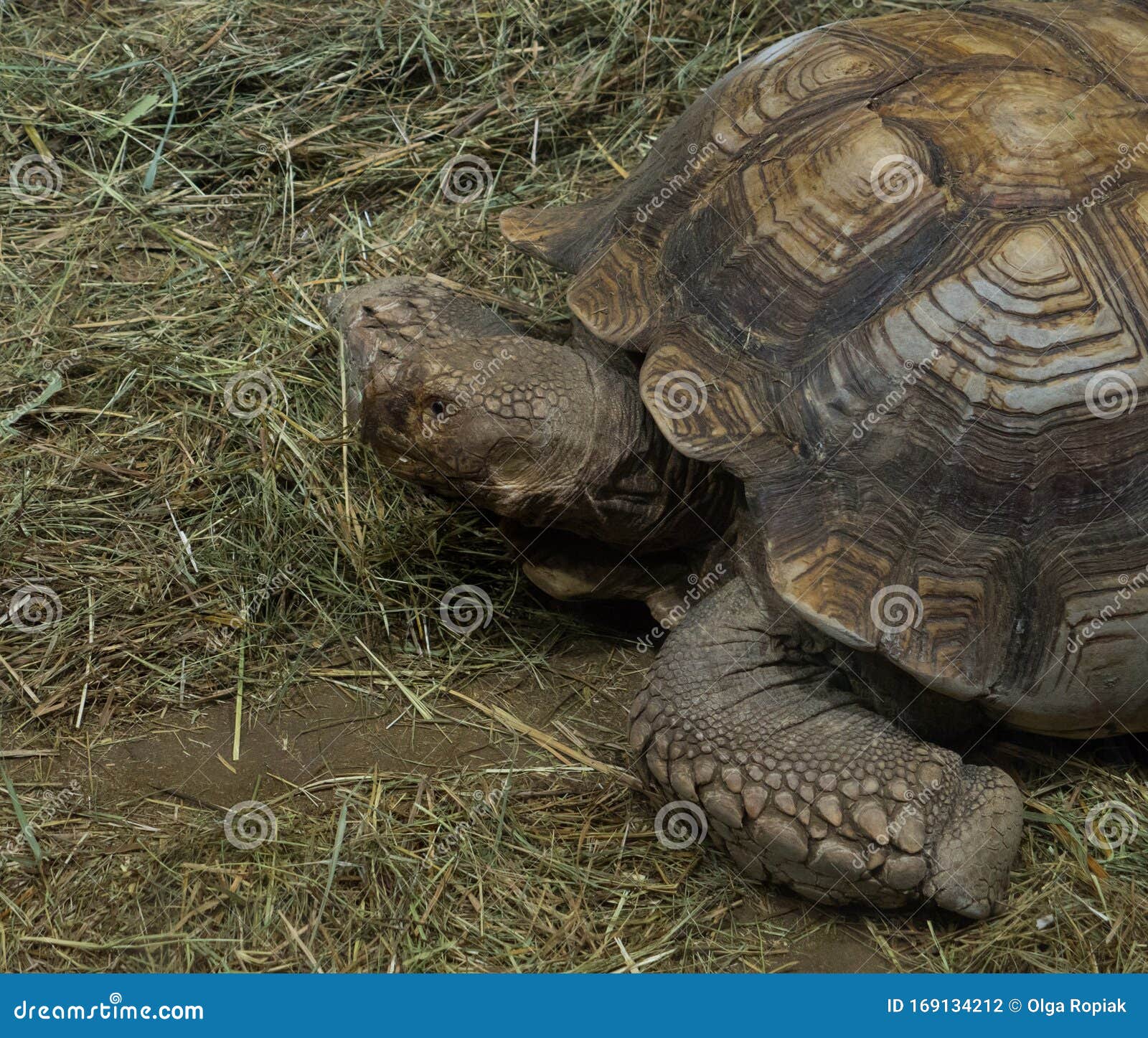 Big Brown Turtle in the Zoo 1 Stock Photo - Image of exotic, background ...