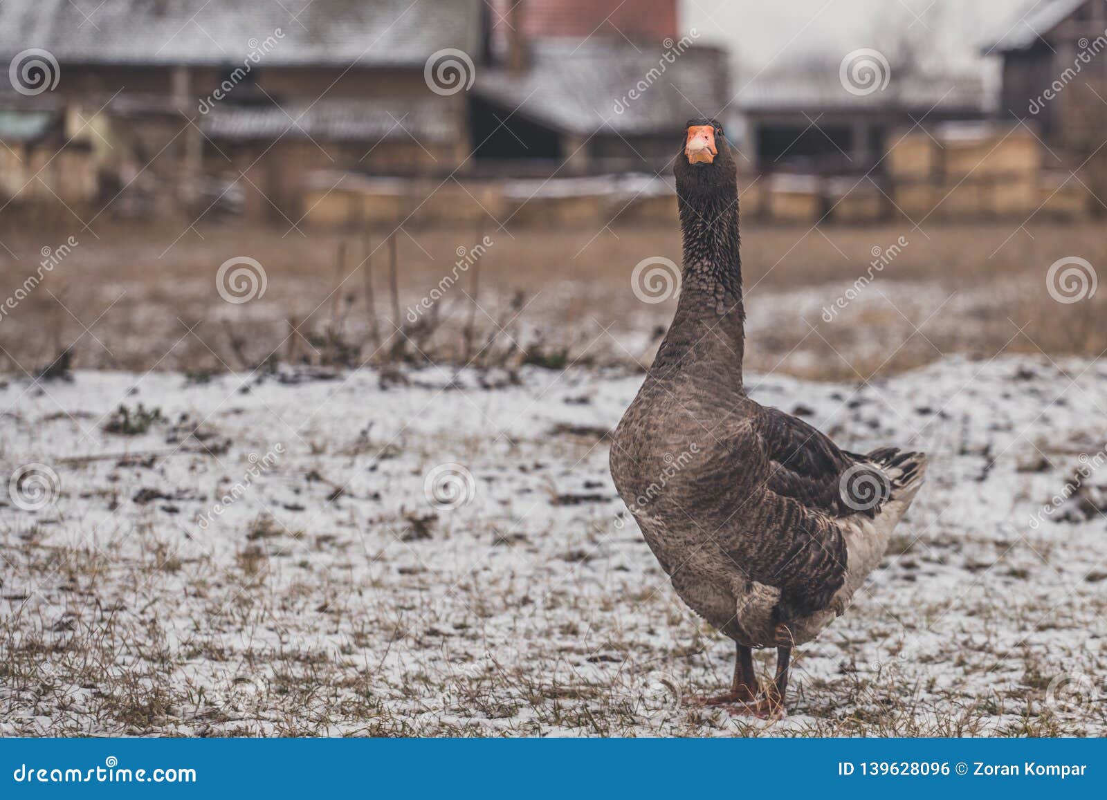 Big Brown White Gander Standing on Snow Stock Photo - Image of gray ...