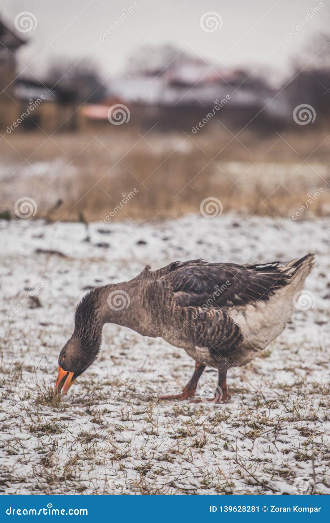 Big Brown White Gander Standing on Snow Stock Image - Image of farm ...