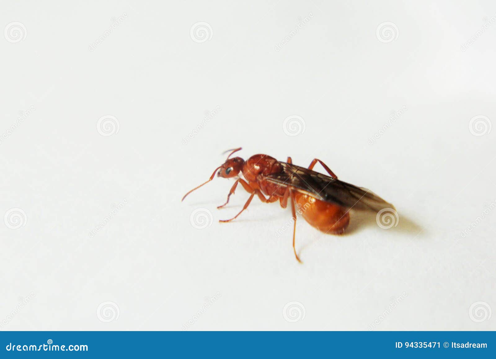 Big brown winged ant stock image. Image of pest, insect - 94335471
