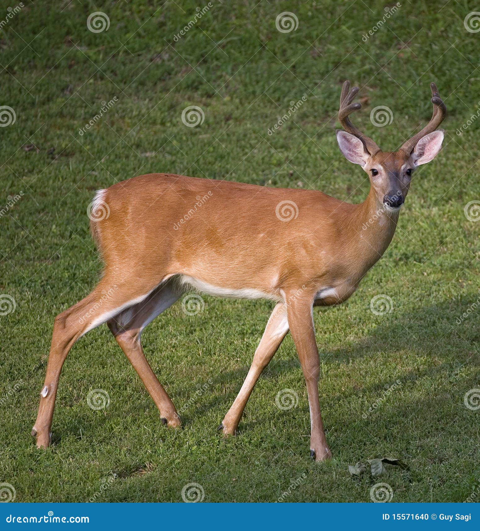 Big buck stock photo. Image of whitetail, wildlife, brown - 15571640