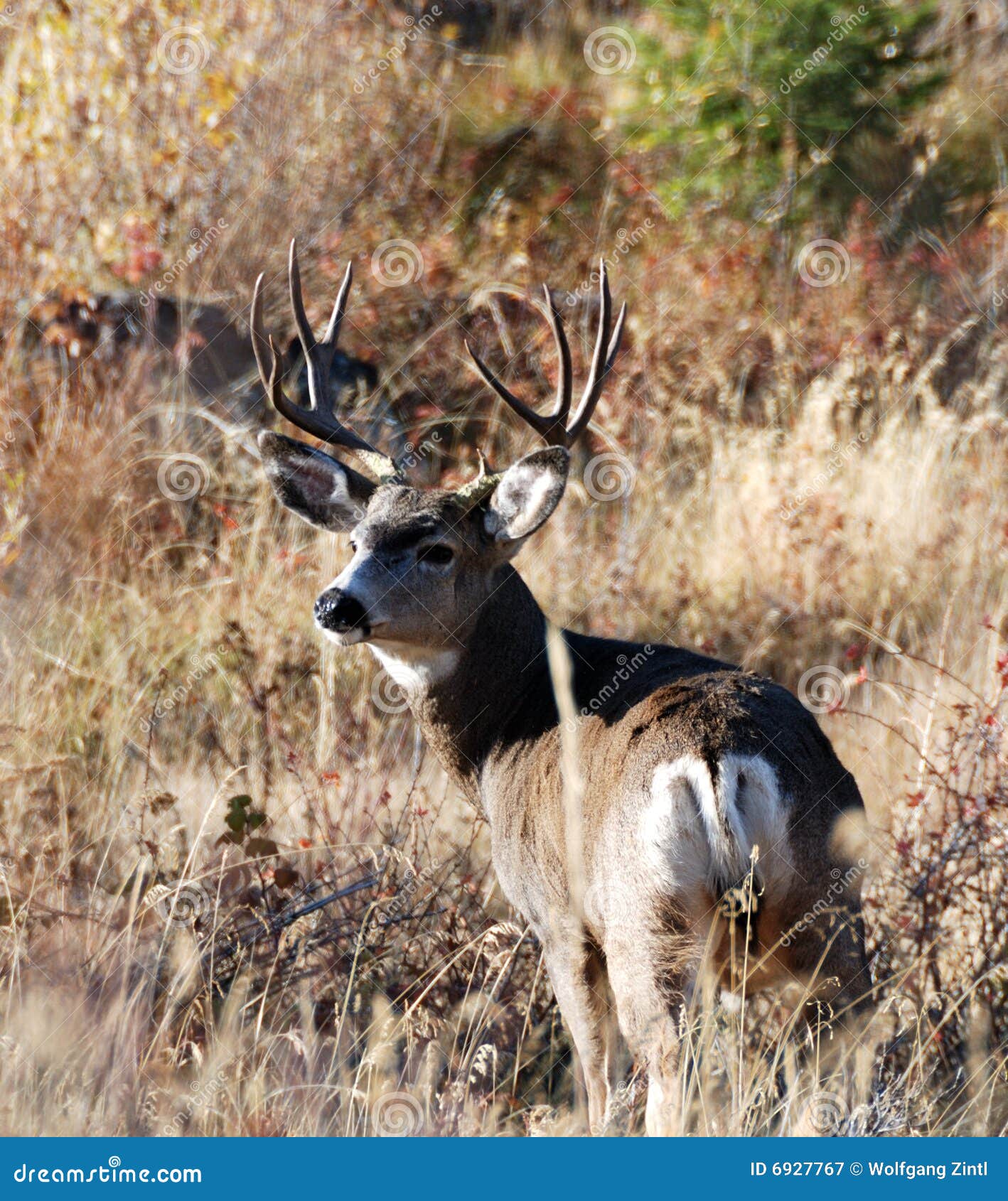 Big buck stock image. Image of outdoor, nature, hunting - 6927767