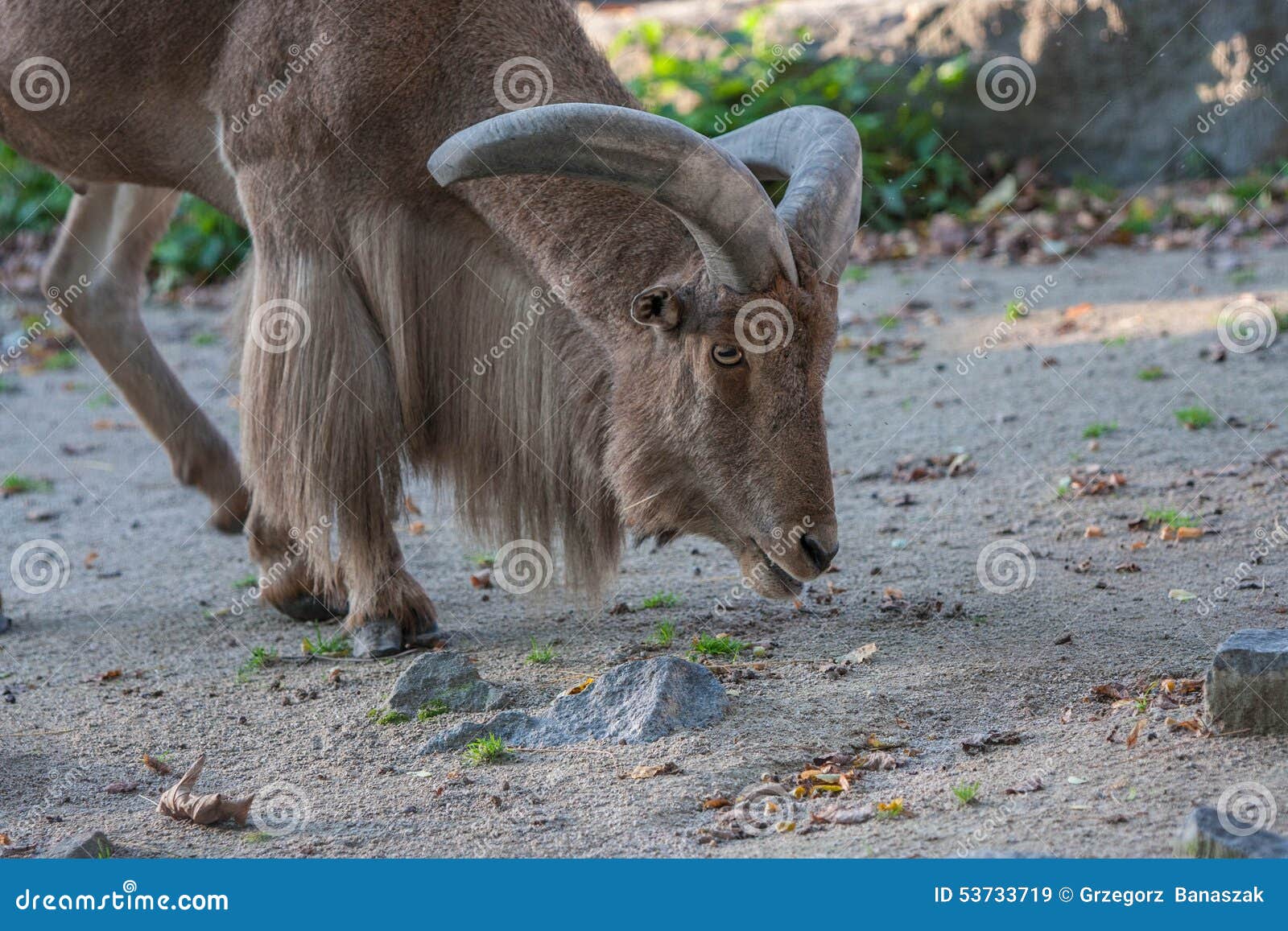 Big buck stock image. Image of look, animal, ears, clear - 53733719