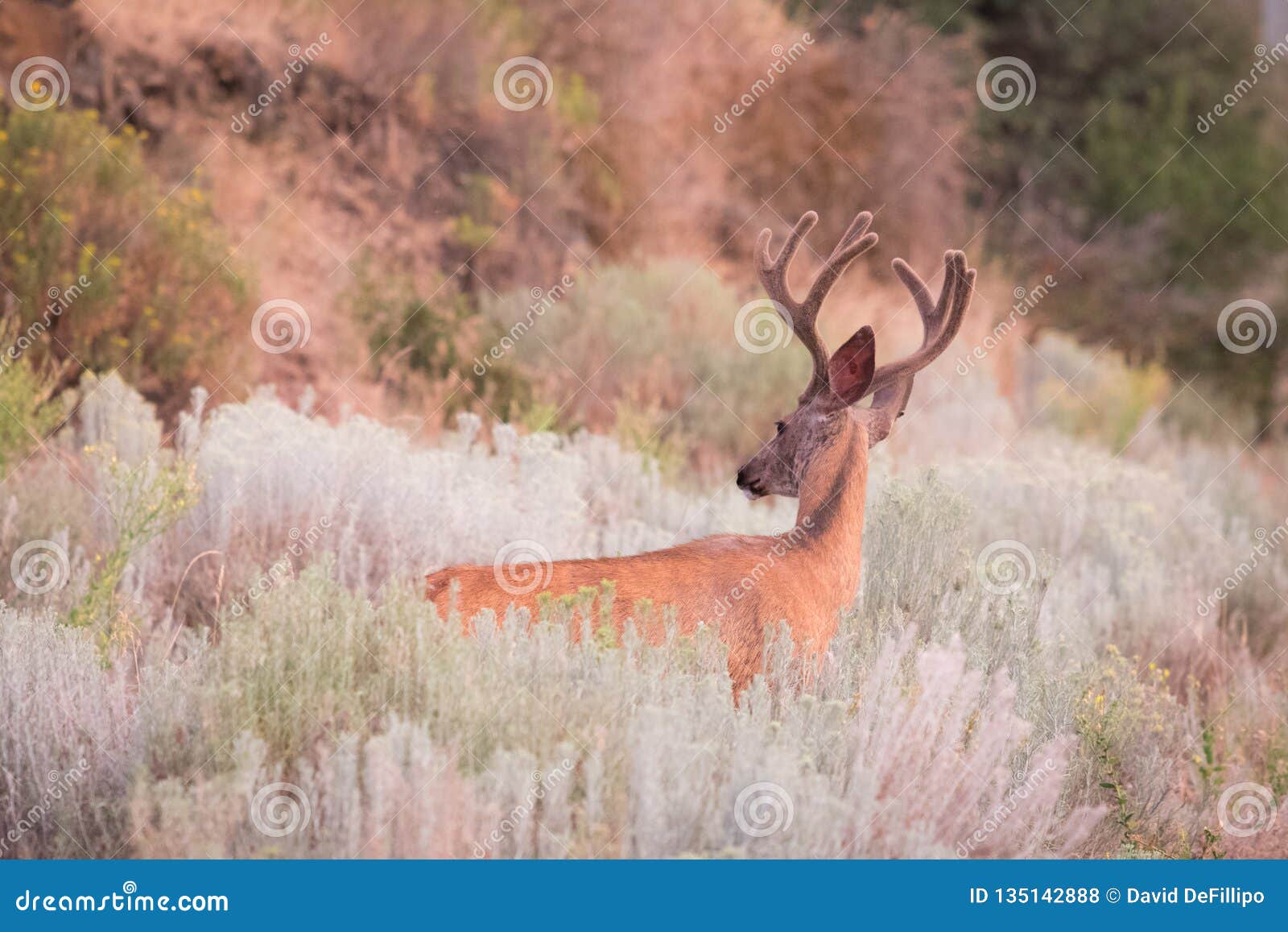 Big Buck in the Desert stock photo. Image of wildlife - 135142888