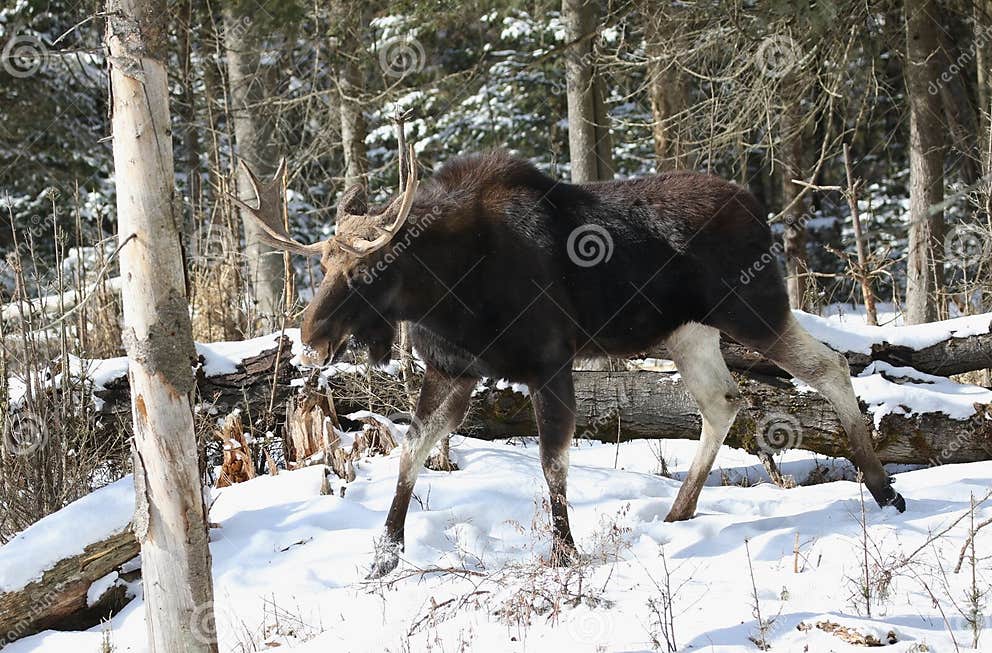 Big Buck Moose in Forest during Winter Stock Image - Image of antler ...