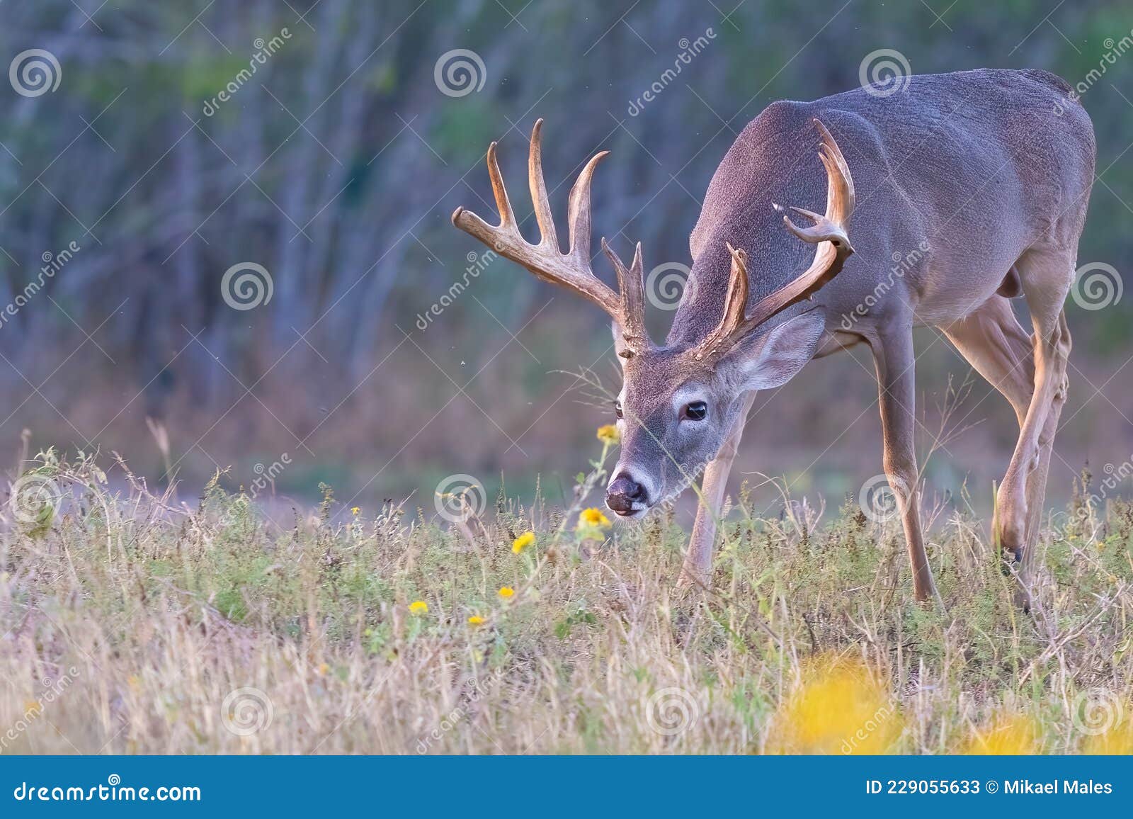 Big Buck on Trail of a Hot Doe Stock Image - Image of chocolate, grass ...