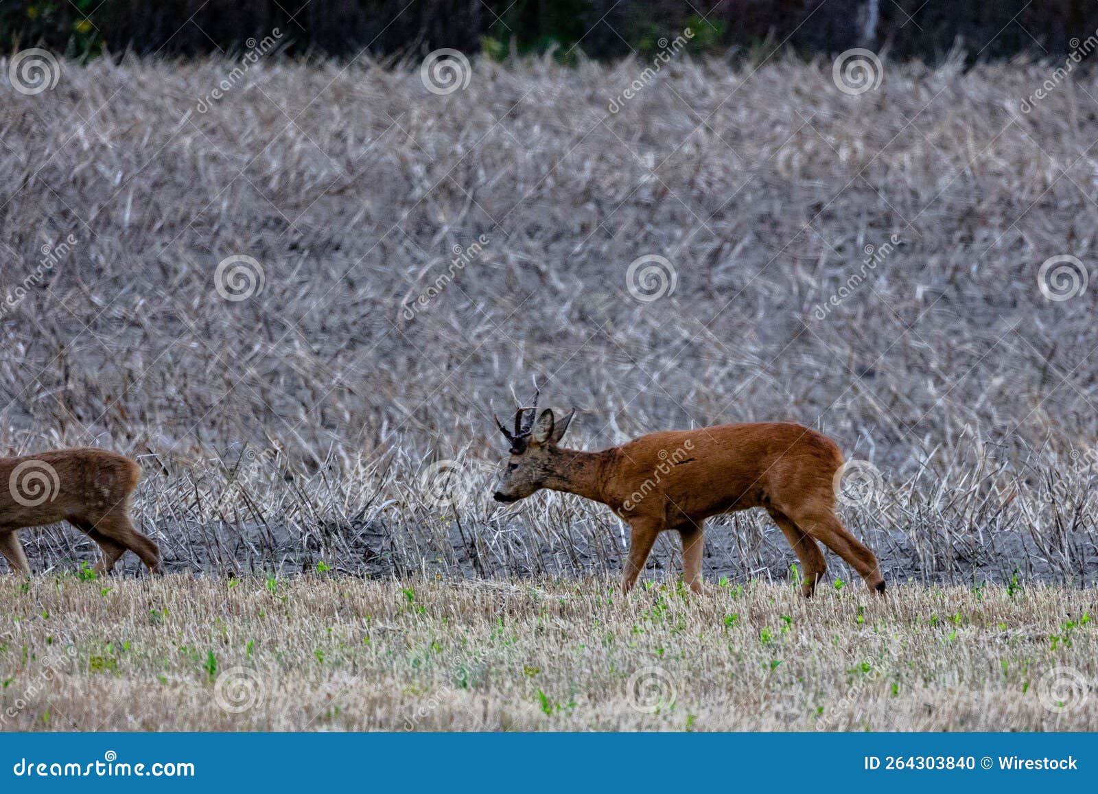 Big Buck Walking Behind a Little Deer in the Field Stock Photo - Image ...