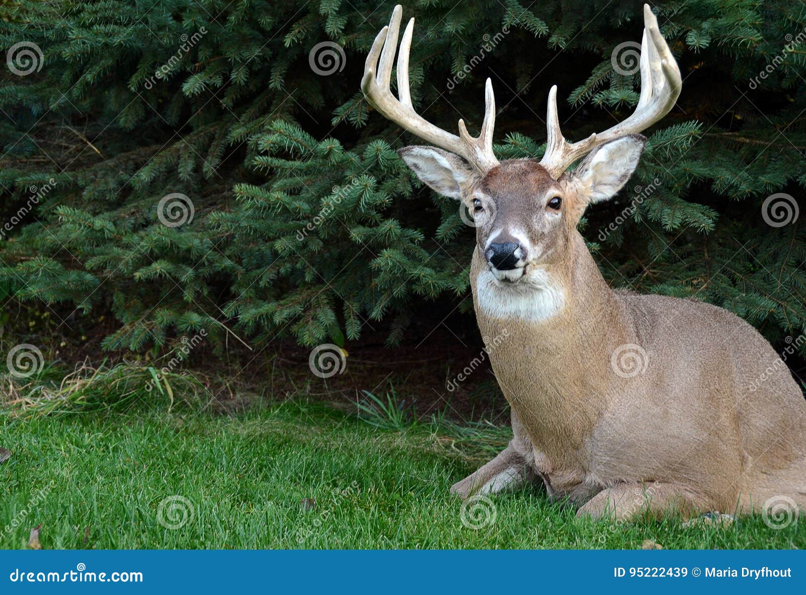 Big buck in woods stock image. Image of hunting, stag - 95222439