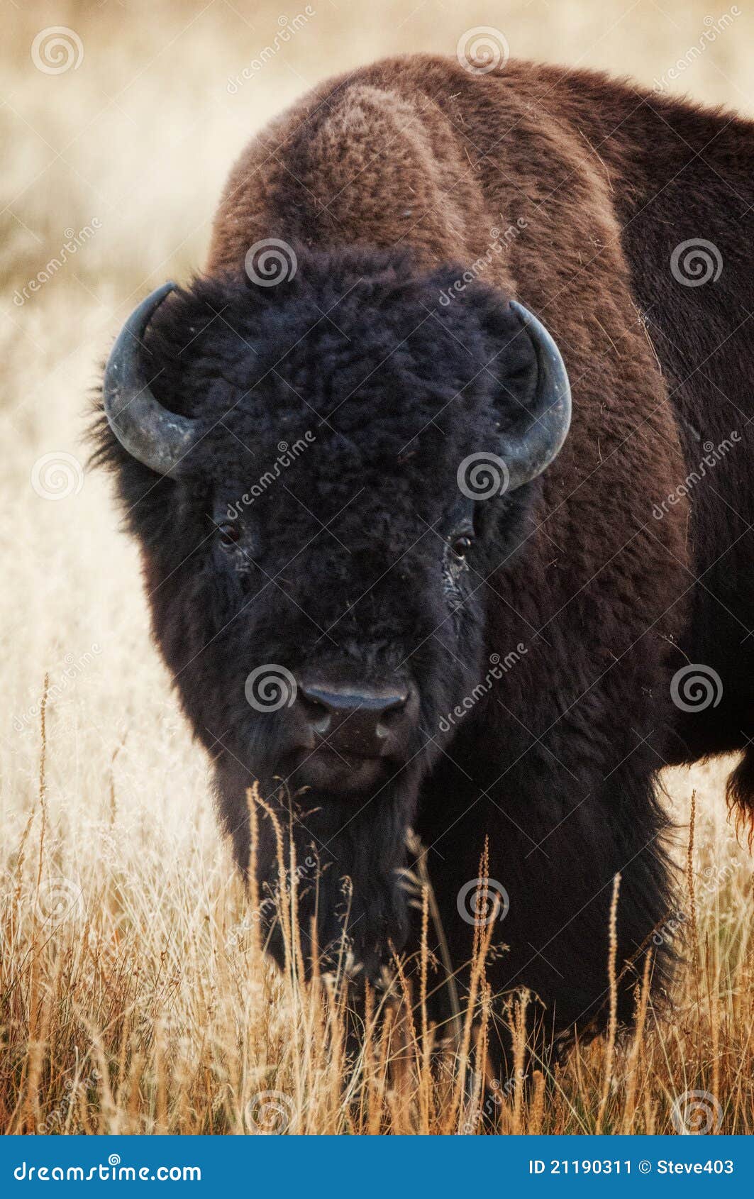 Big Buffalo stock image. Image of yellowstone, buffalo - 21190311