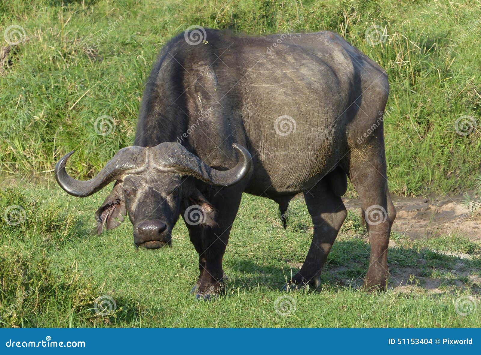 Big buffalo in Africa stock photo. Image of safai, wildlife - 51153404