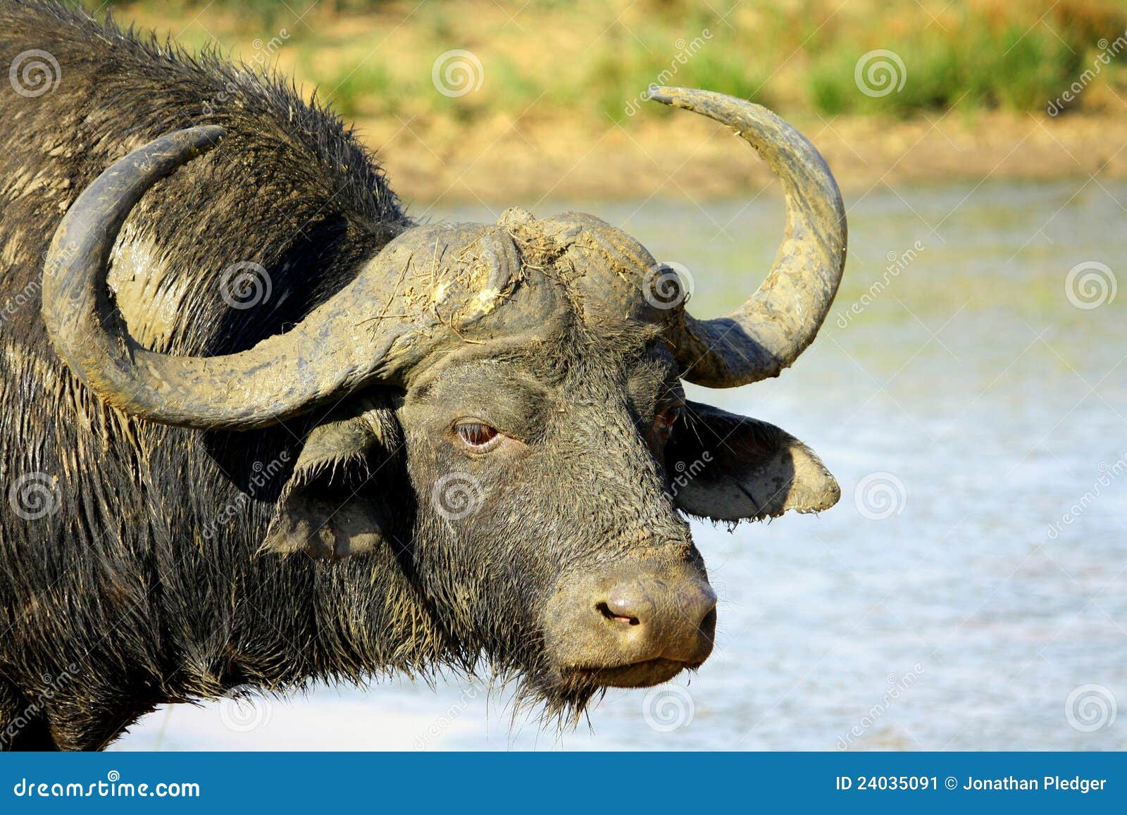 A big buffalo bull stock image. Image of animal, charge - 24035091