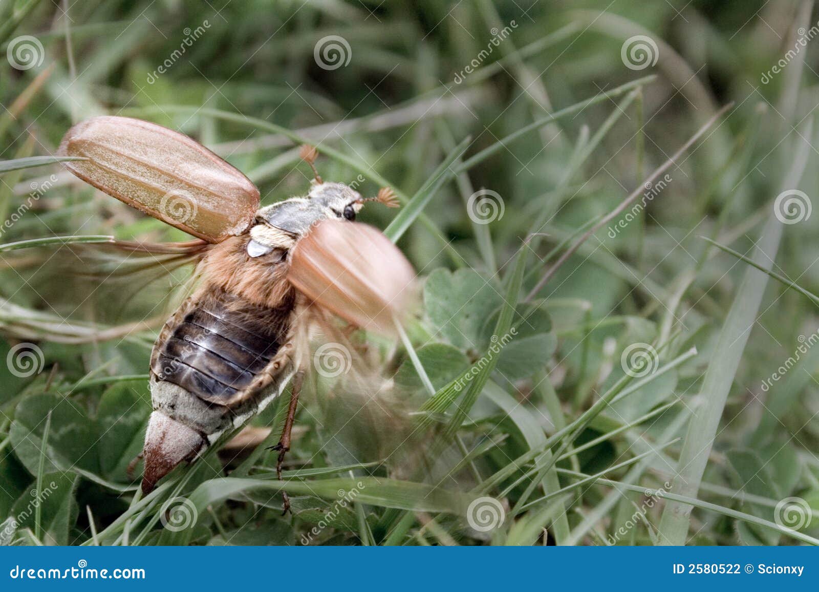 Big bug stock photo. Image of nature, animal, macro, insects - 2580522