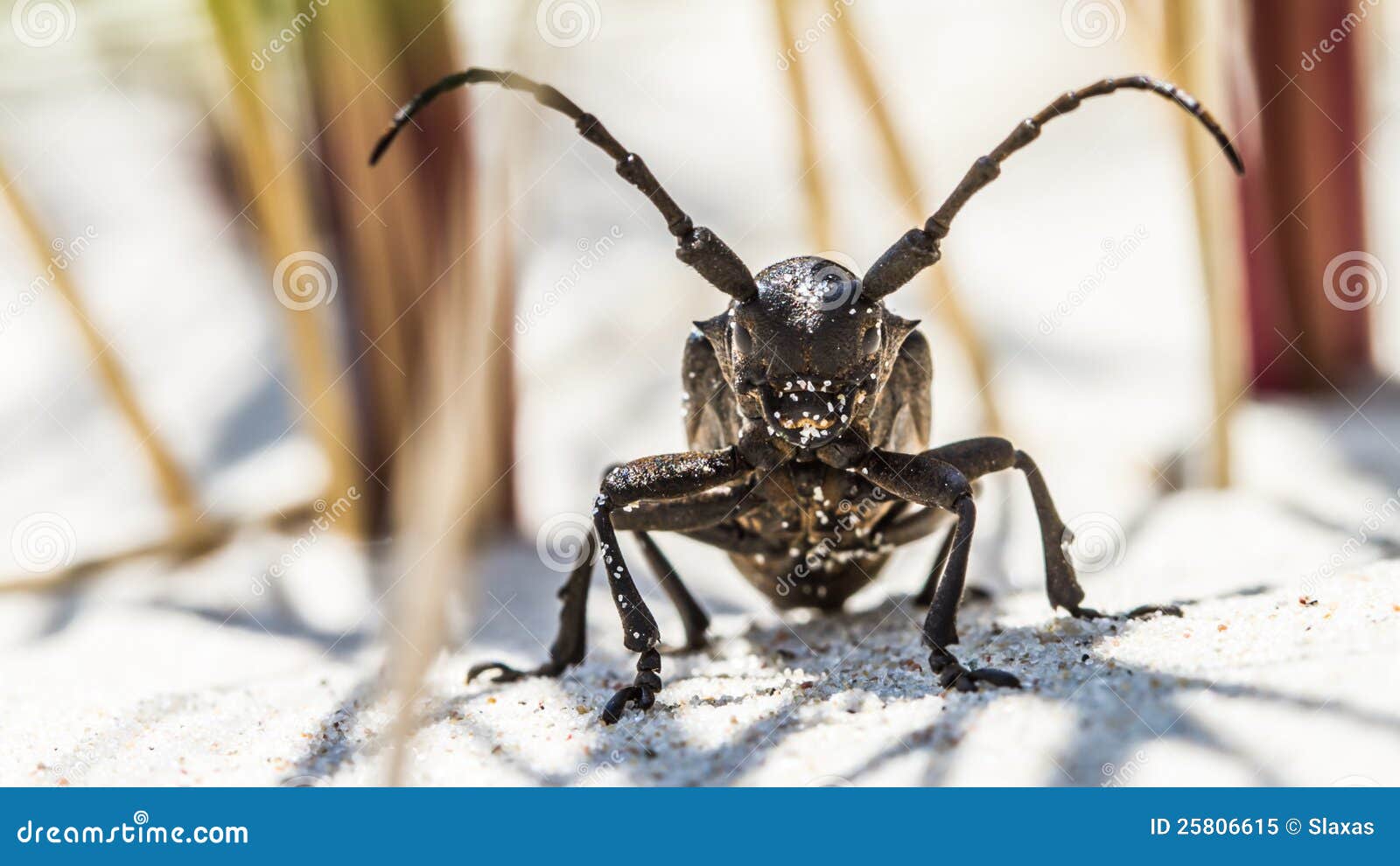 Big bug stock image. Image of wildlife, black, insects - 25806615