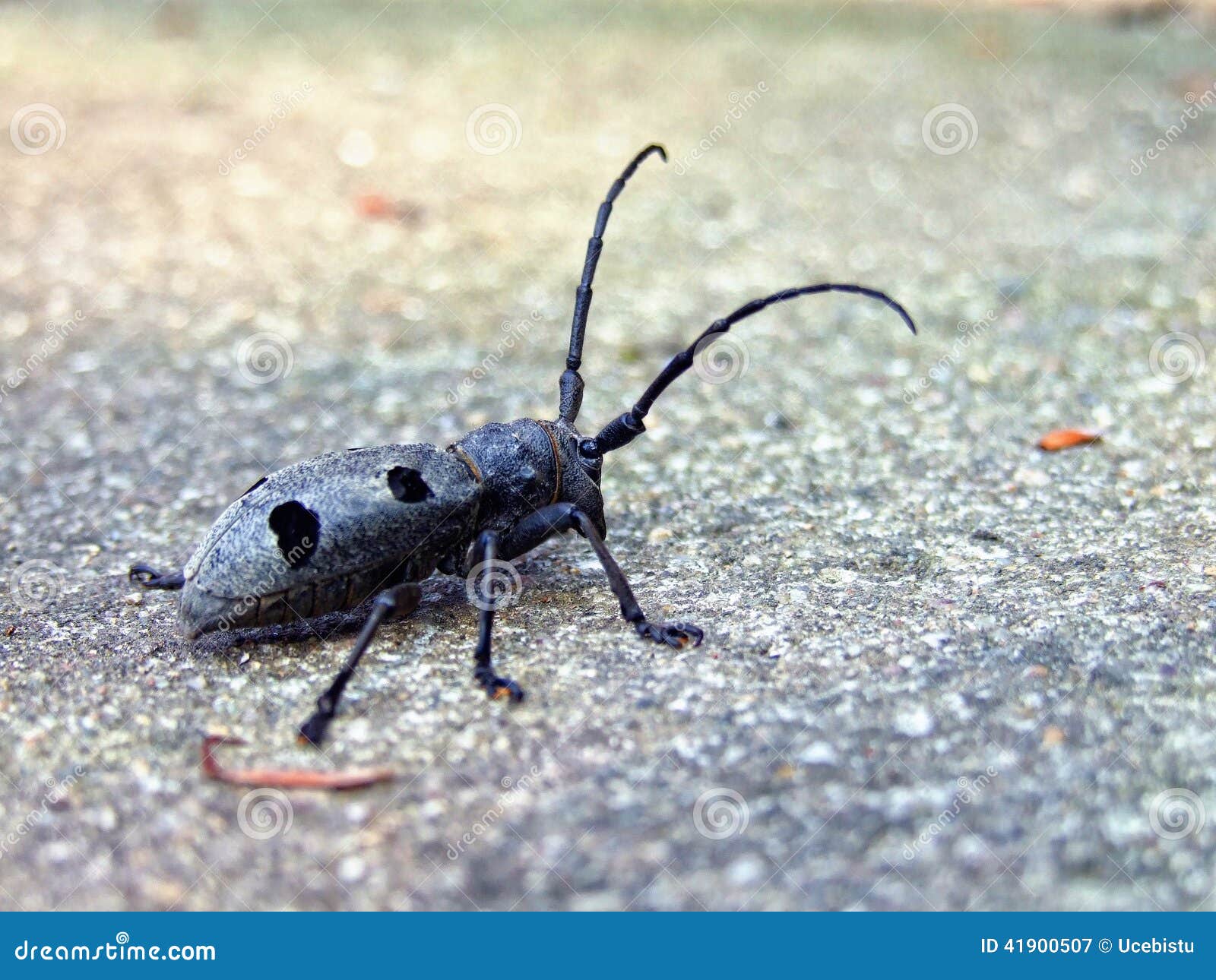 Big bug stock image. Image of insect, macro, background - 41900507