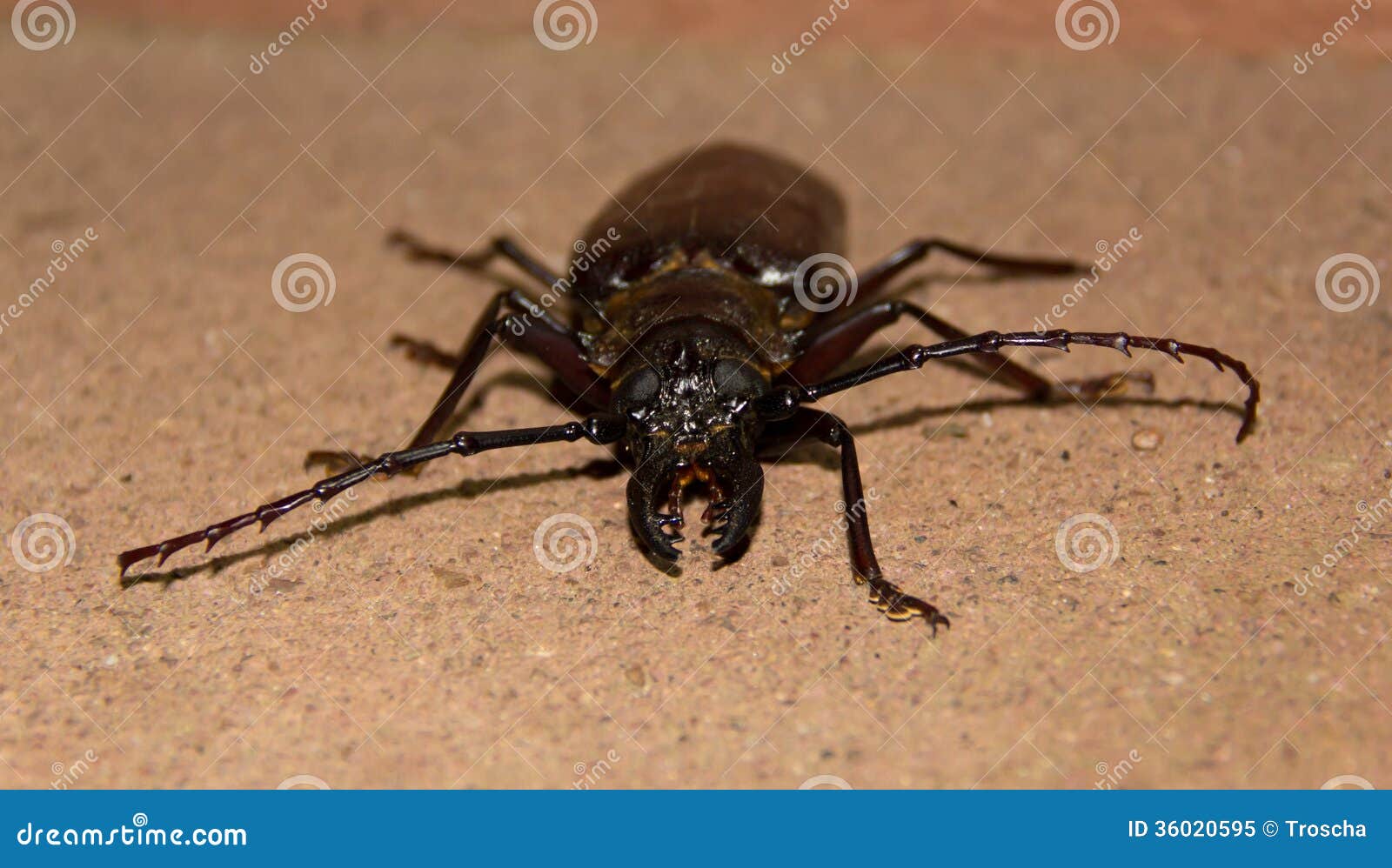Big bug stock image. Image of background, pentatomidae - 36020595