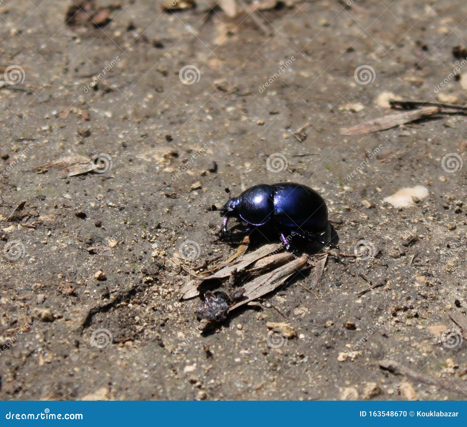 A big bug on a ground stock photo. Image of flower, animal - 163548670