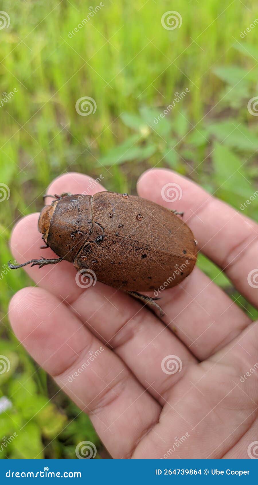 A big bug stock photo. Image of flower, hand, handled - 264739864