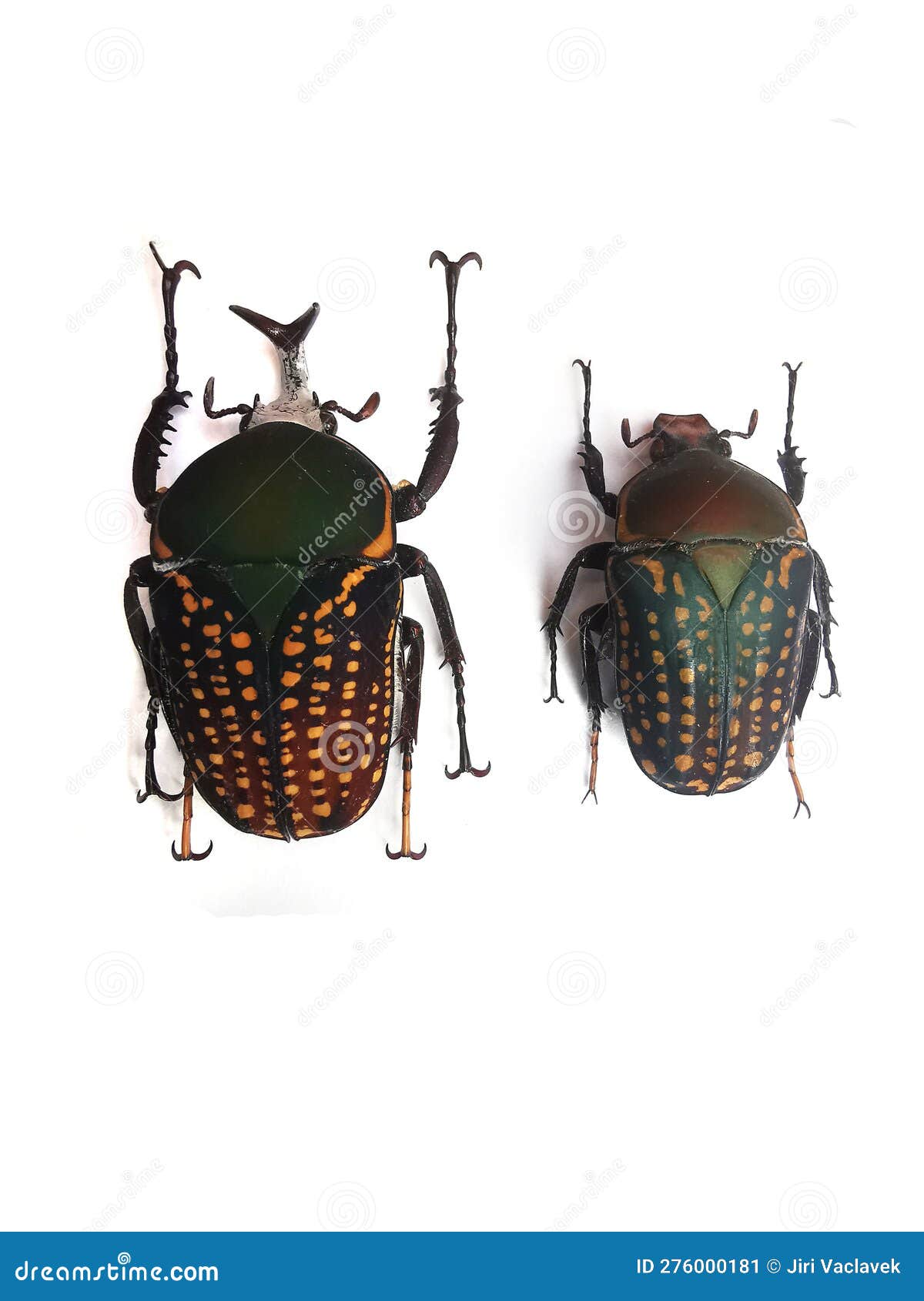 Big bug isolated stock image. Image of isolated, wildlife - 276000181