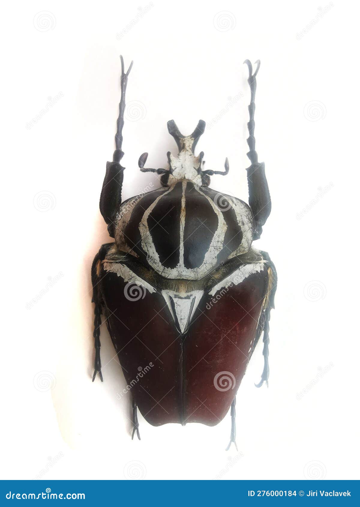 Big bug isolated stock photo. Image of horned, dangerous - 276000184