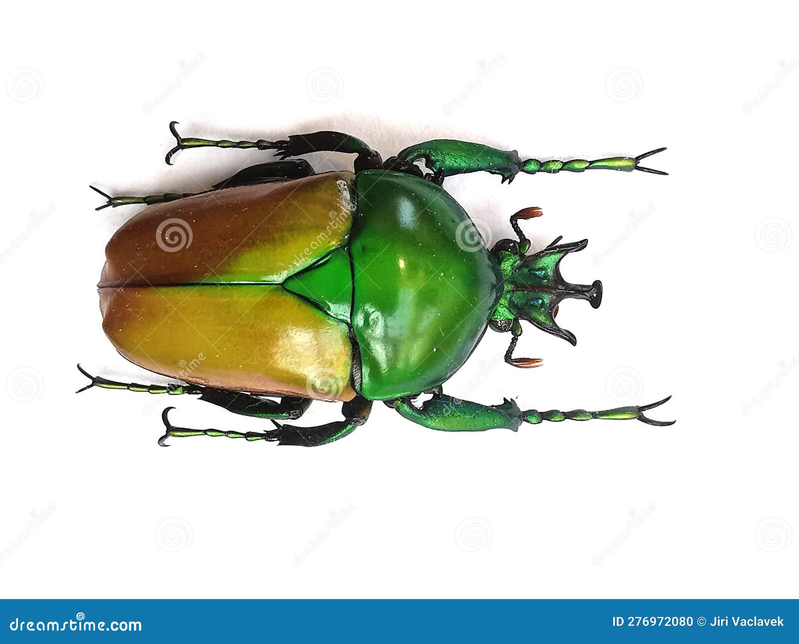 Big bug isolated stock photo. Image of male, fauna, black - 276972080