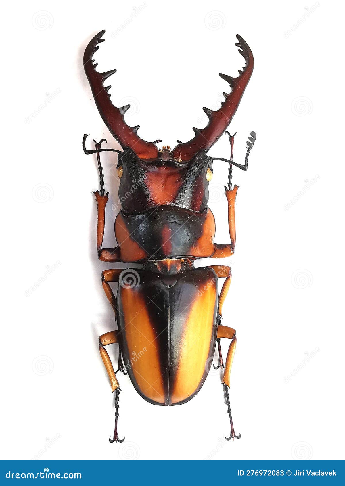 Big bug isolated stock image. Image of background, entomology - 276972083
