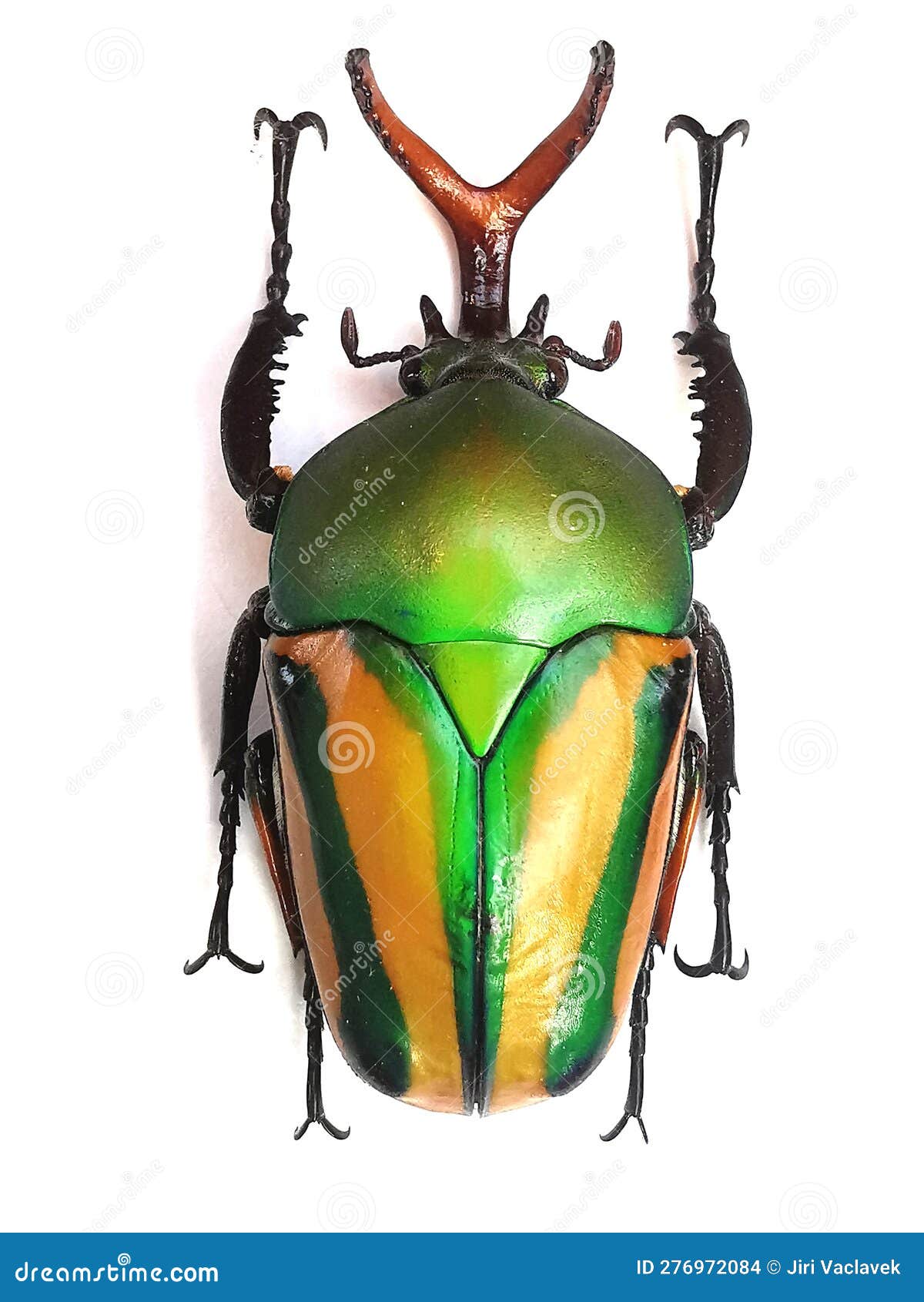 Big bug isolated stock photo. Image of fauna, small - 276972084