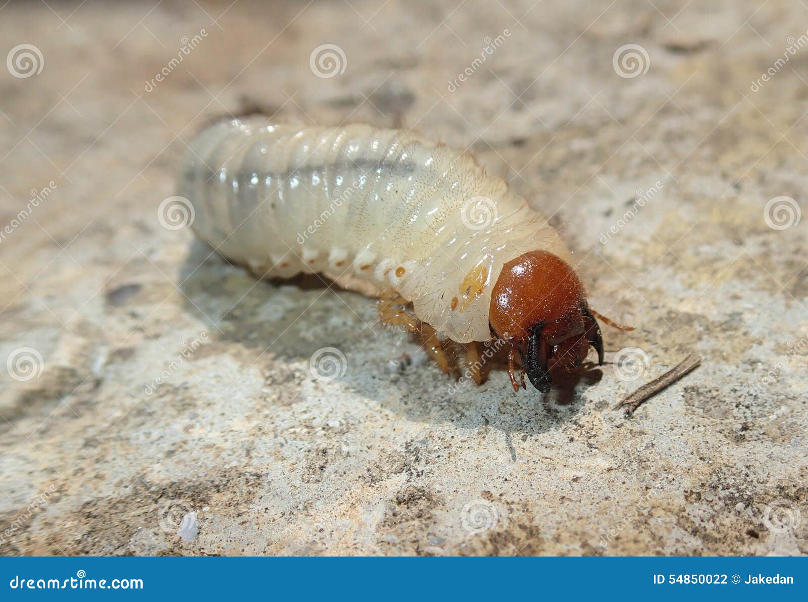 Big bug larva stock photo. Image of larva, insect, fauna - 54850022