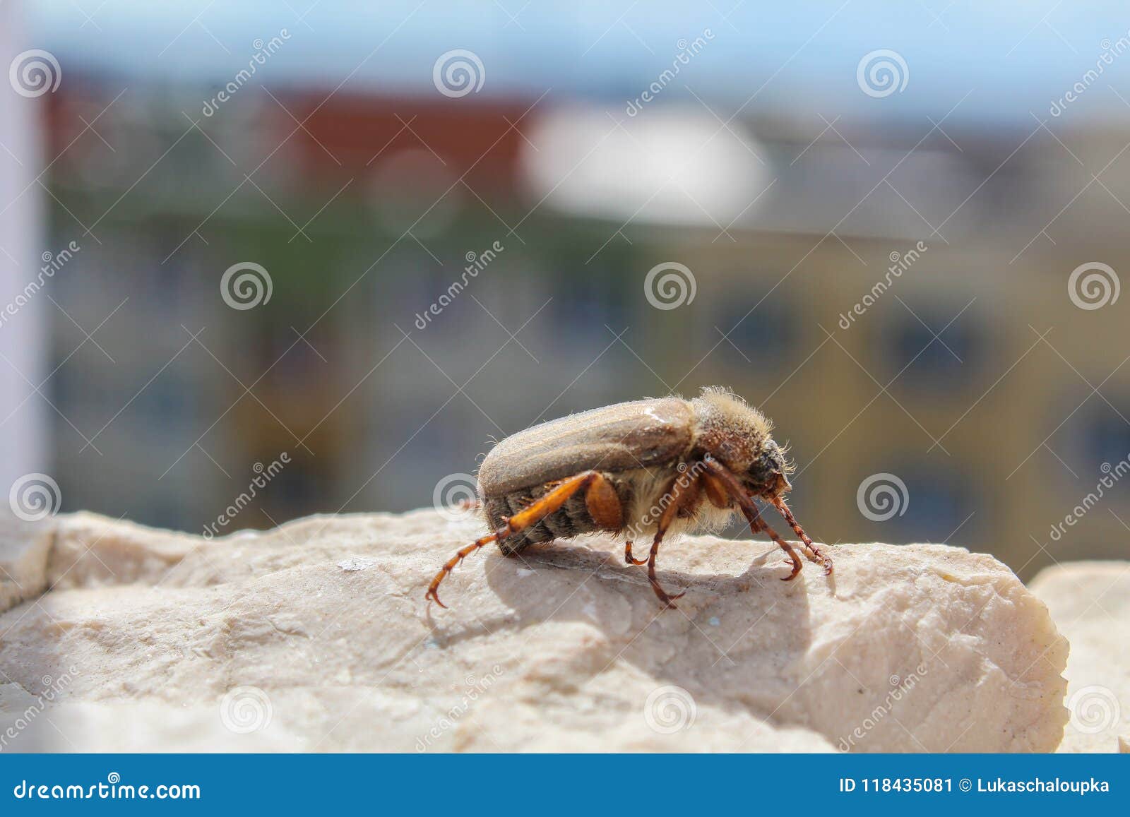 Big Bug on White Stone, Side View Stock Image - Image of close, micro ...