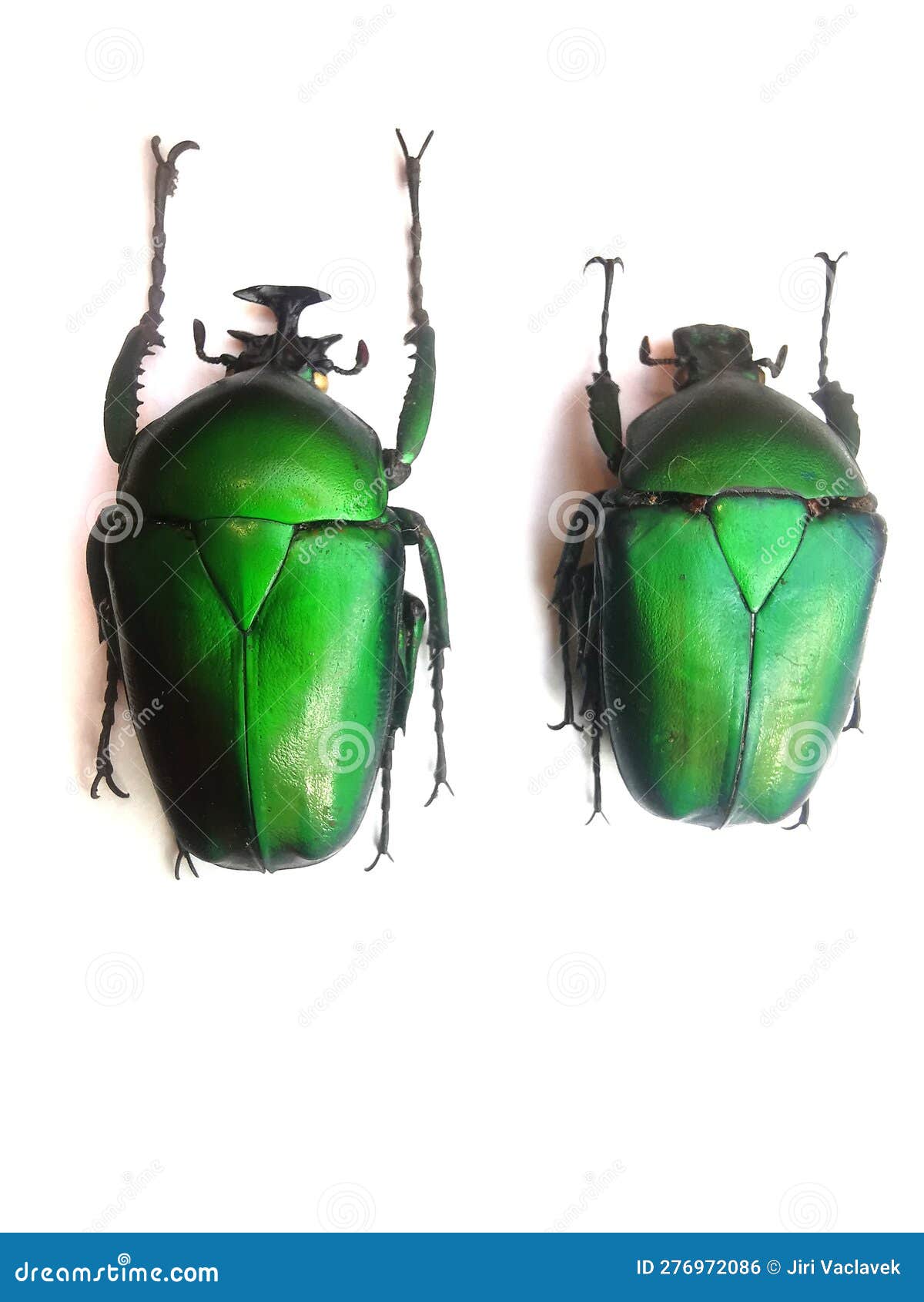 Big bugs isolated stock photo. Image of fauna, monster - 276972086