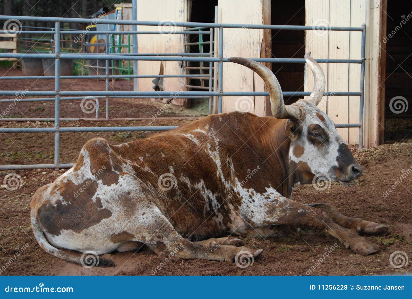 Big bull stock photo. Image of animals, farmers, animal - 11256228