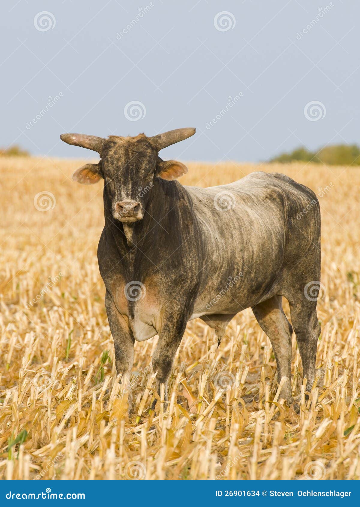 Big Bull stock photo. Image of riding, bucking, pasture - 26901634