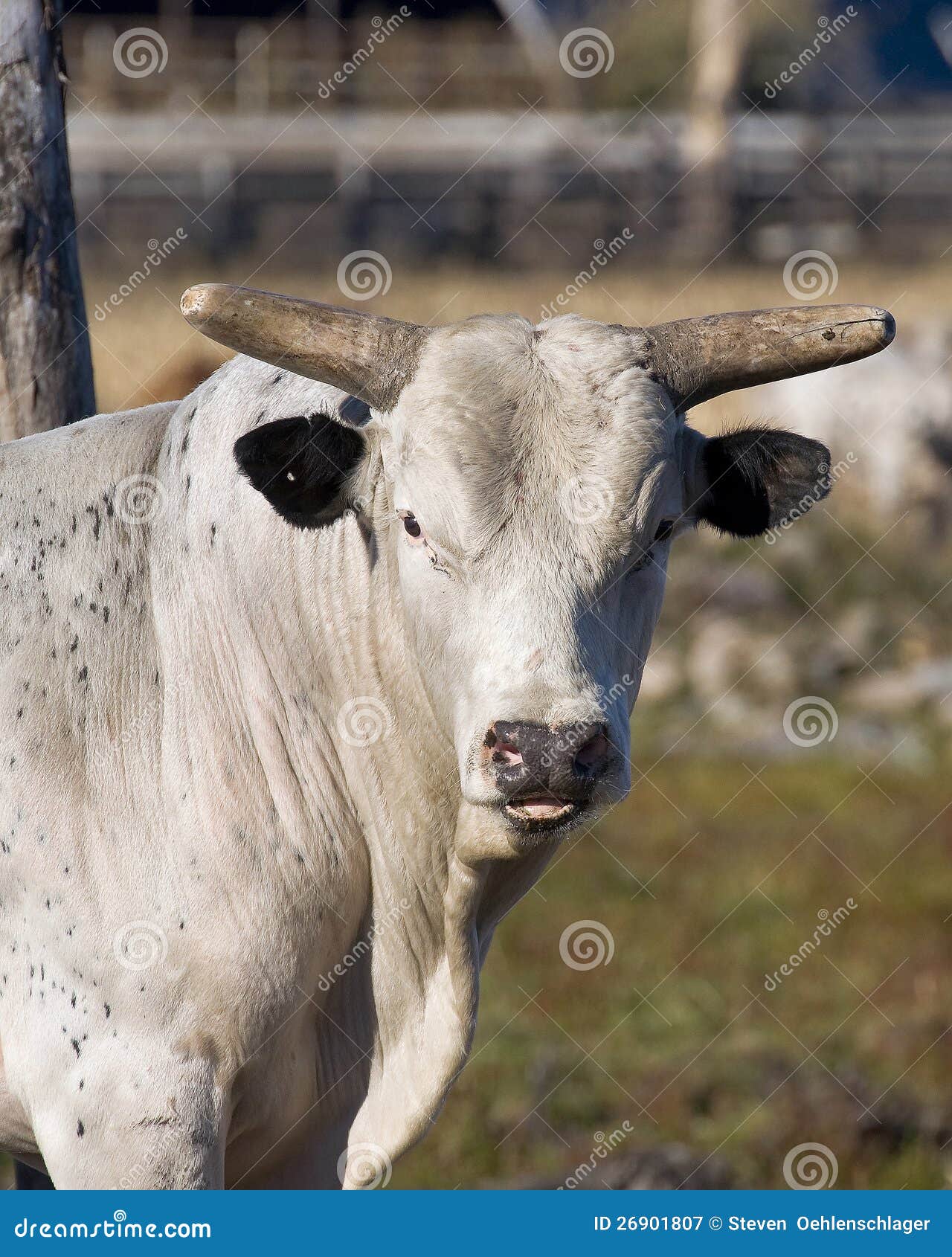 Big Bull stock image. Image of bull, cattle, dangerous - 26901807