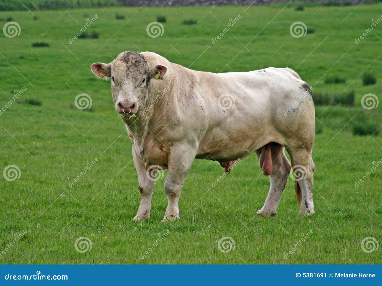 Big Bull stock image. Image of power, steer, farm, cattle - 5381691