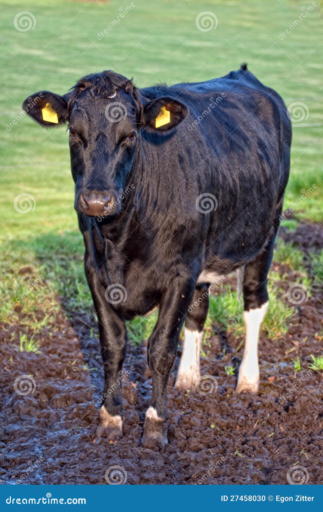Big bull cow on a farm stock photo. Image of faced, animal - 27458030