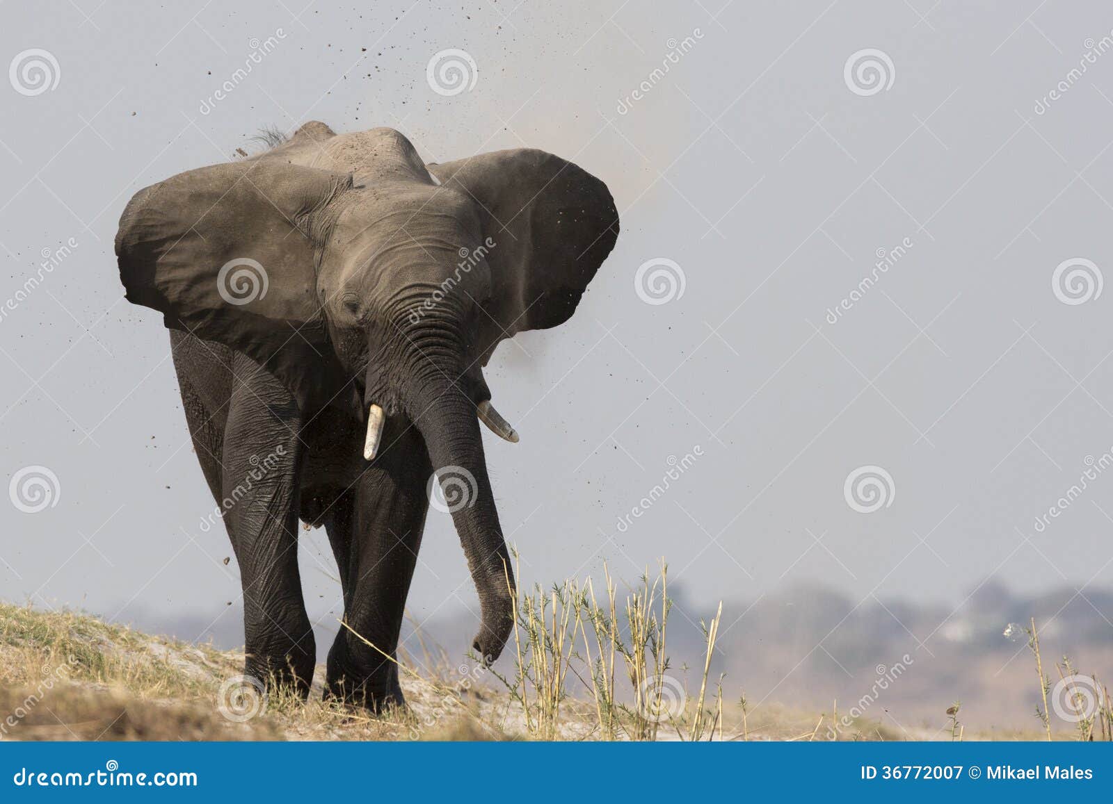 Elephant Charging Profile