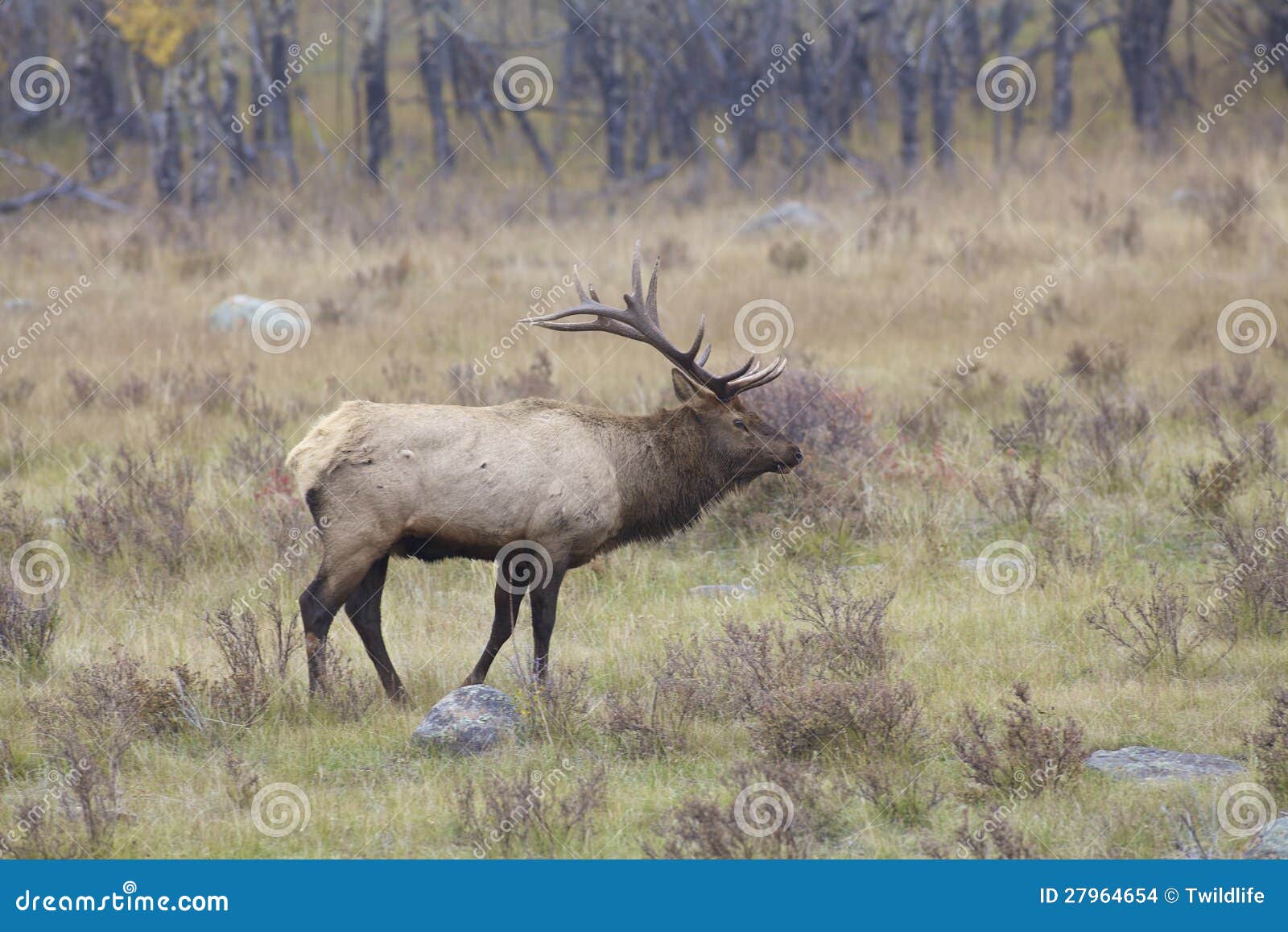 Big Bull Elk stock photo. Image of mountain, animal, colorado - 27964654