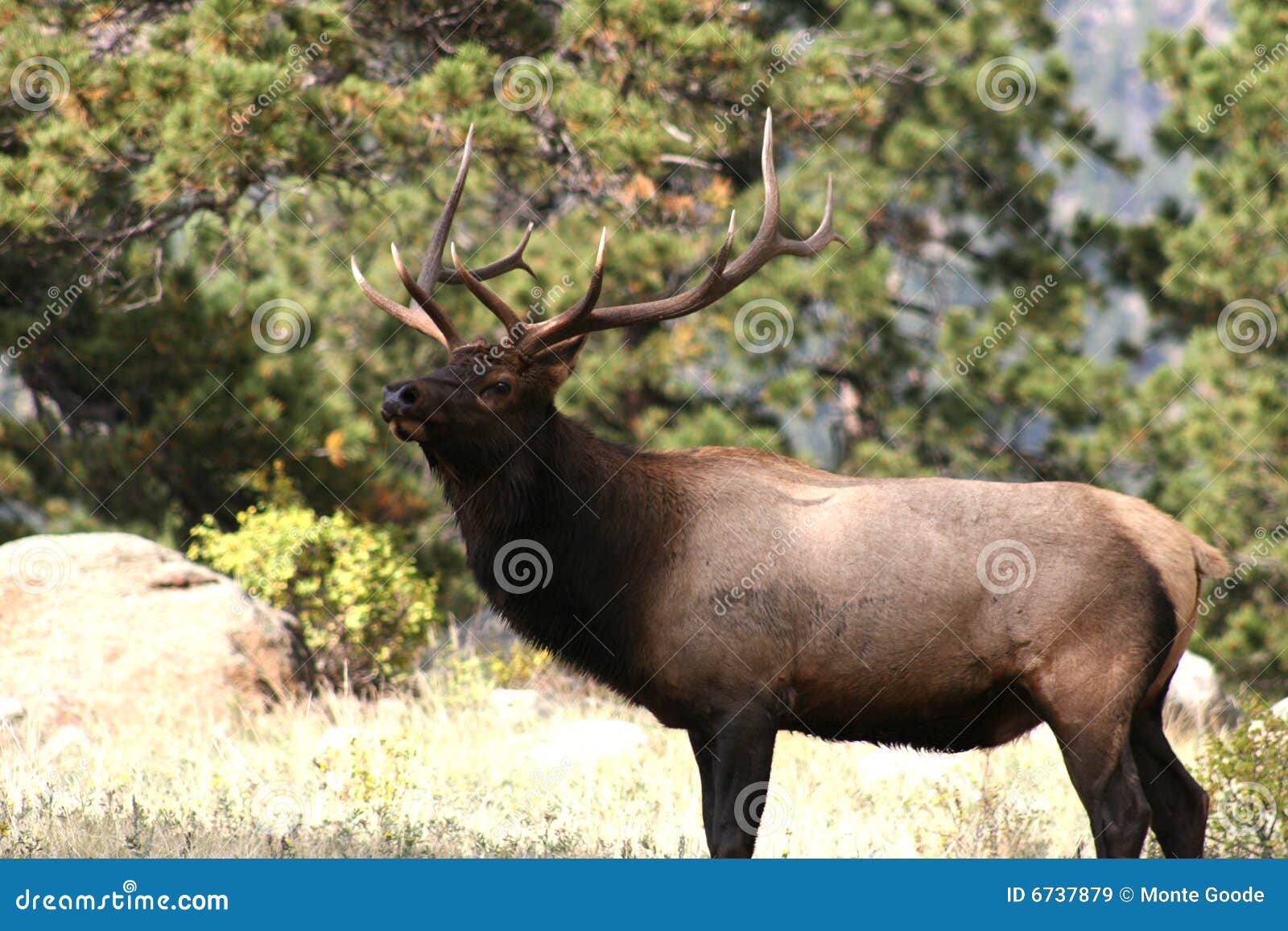 Big Bull Elk stock image. Image of wildlife, wapiti, bull - 6737879