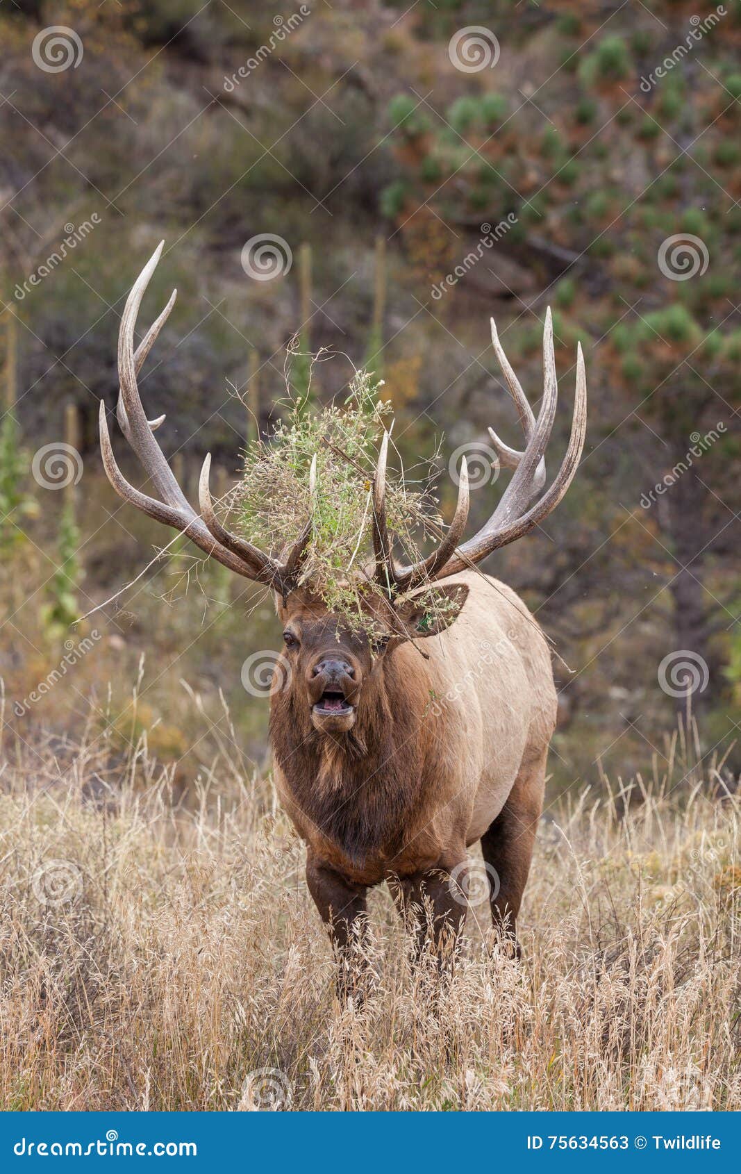 Big Bull Elk Bugling stock image. Image of fall, bugling - 75634563