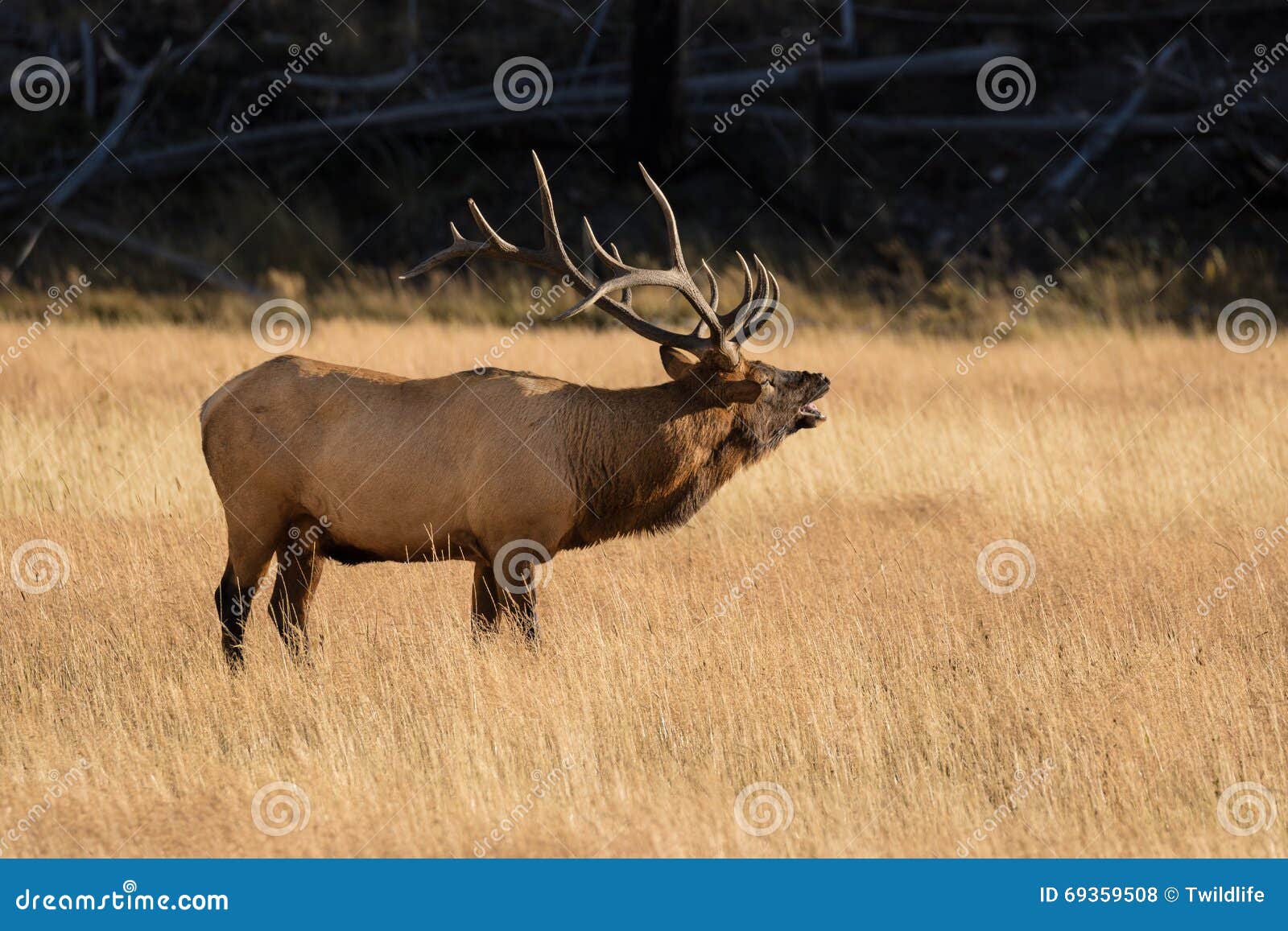 Big Bull Elk Bugling stock photo. Image of fall, deer - 69359508