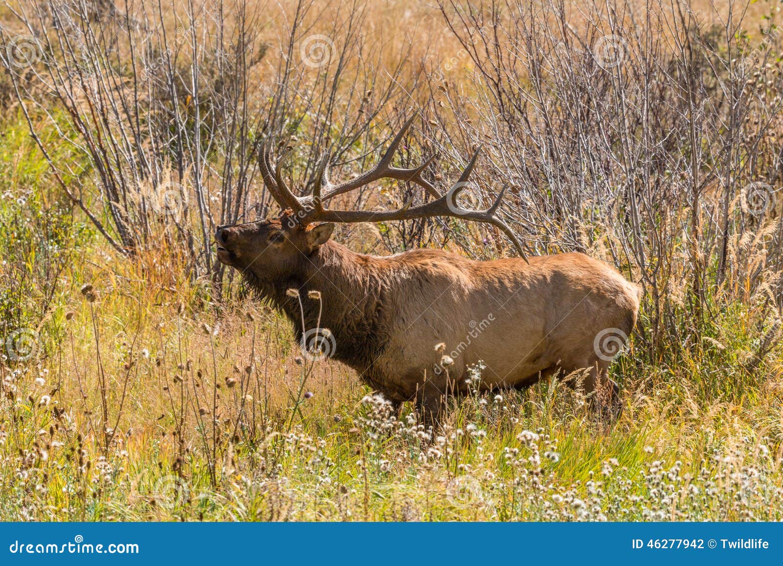 Big Bull Elk Bugling stock photo. Image of animal, antlers - 46277942