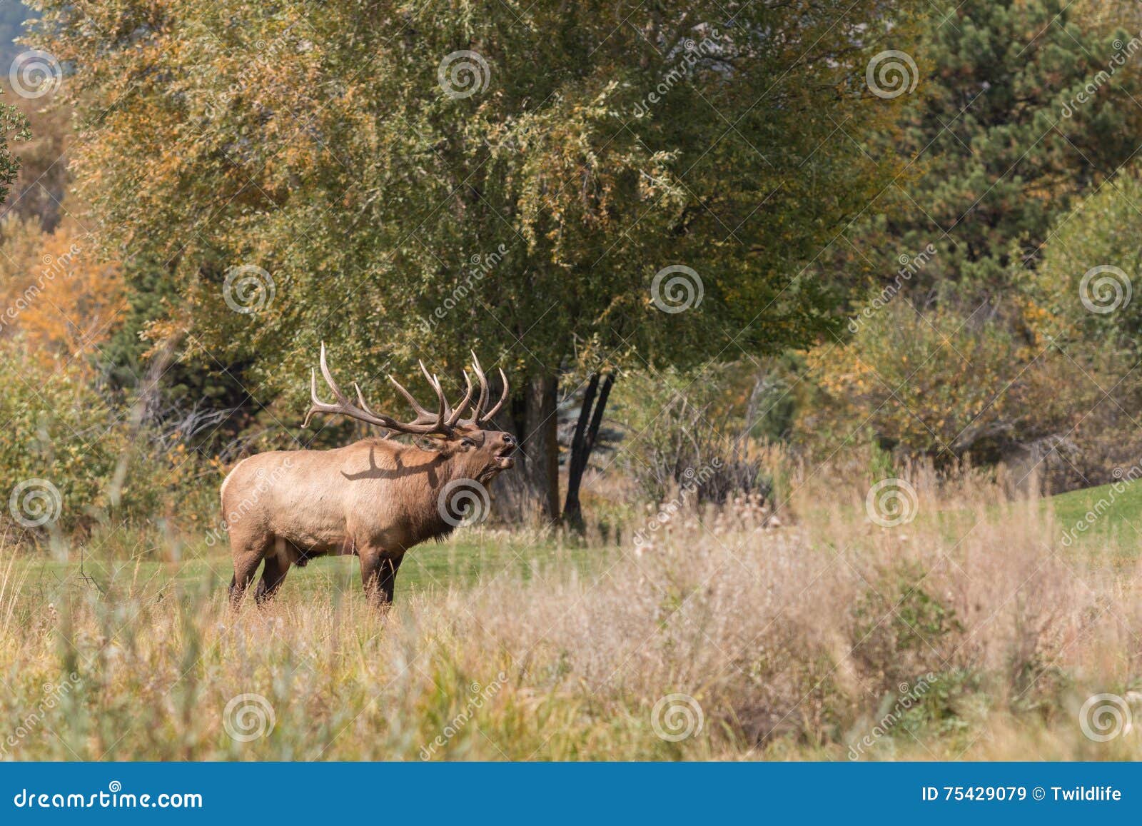Big Bull Elk Bugling in Rut Stock Image - Image of bull, rutting: 75429079