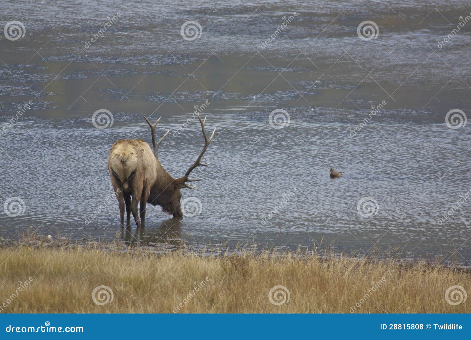 Big Bull Elk Drinking stock photo. Image of hoofed, colorado - 28815808