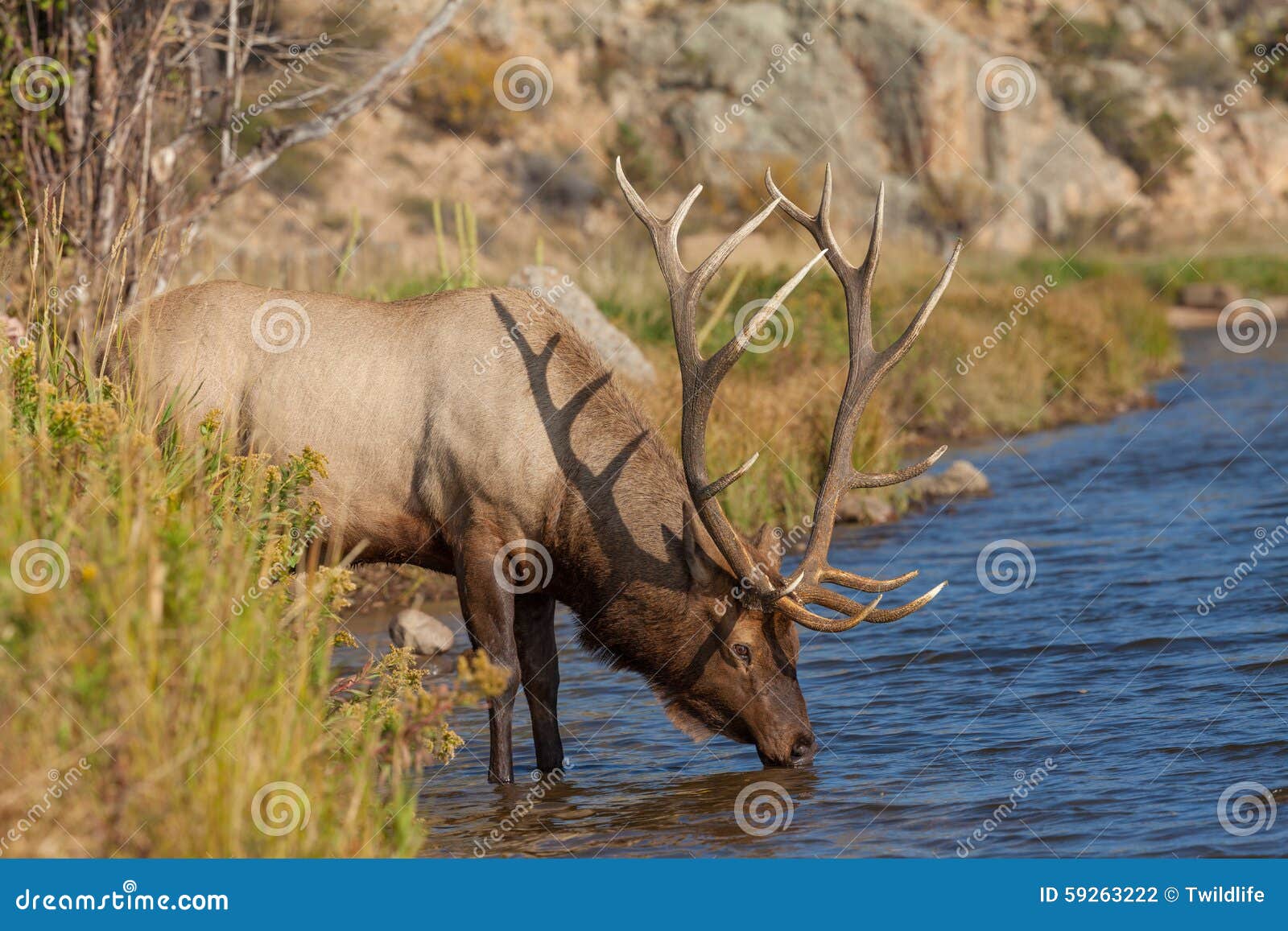 Big Bull Elk Drinking stock photo. Image of bull, colorado - 59263222