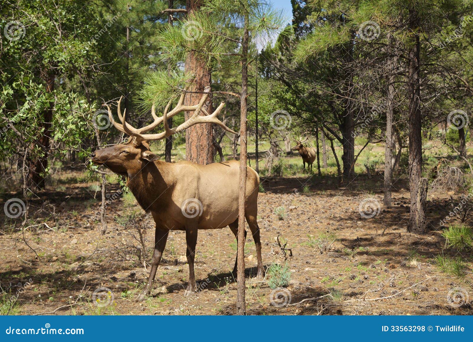 Big Bull Elk Eating stock photo. Image of mountains, feeding - 33563298