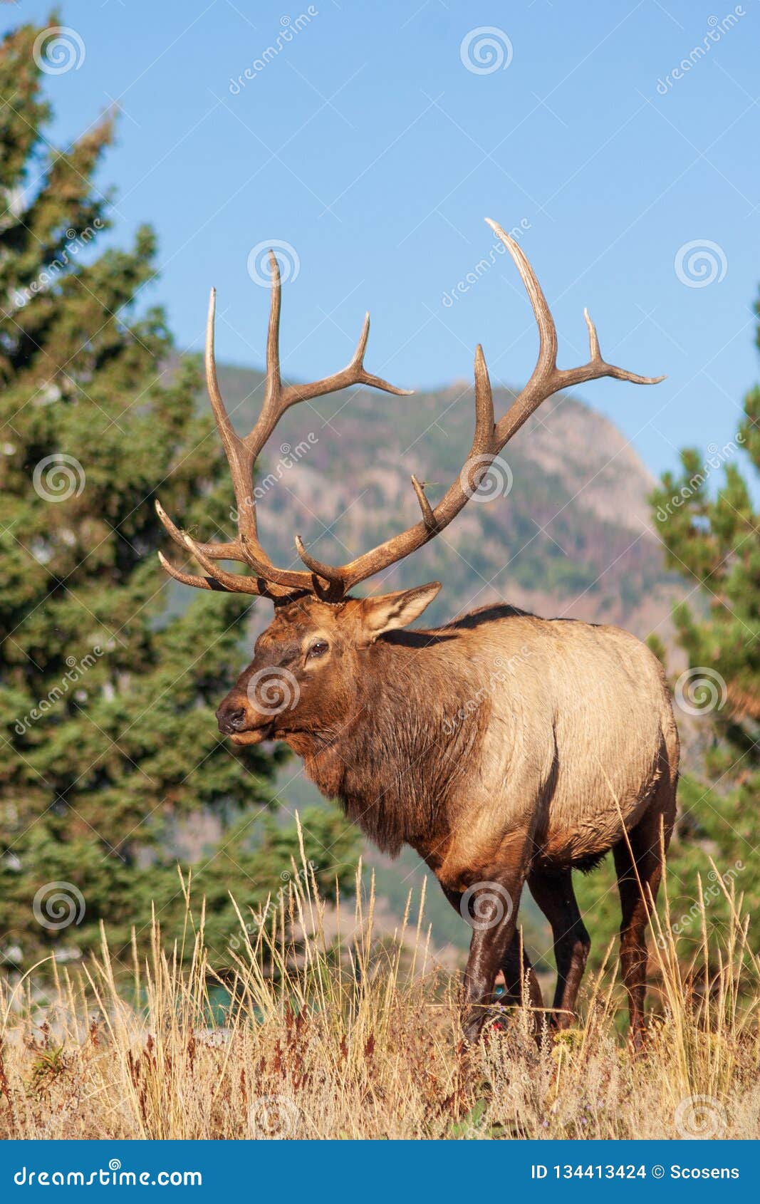 Big Bull Elk during the Fall Rut Stock Photo - Image of outdoors ...