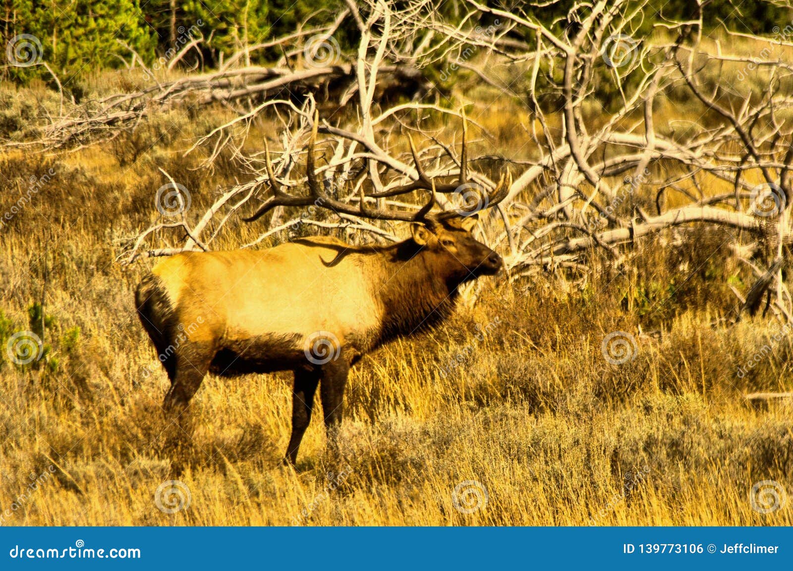 A Big Bull Elk with Full Antlers Stock Photo - Image of full, antlers ...