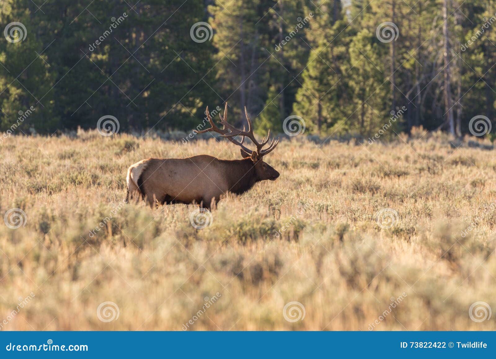Big Bull Elk in Meadow stock photo. Image of nature, outdoors - 73822422